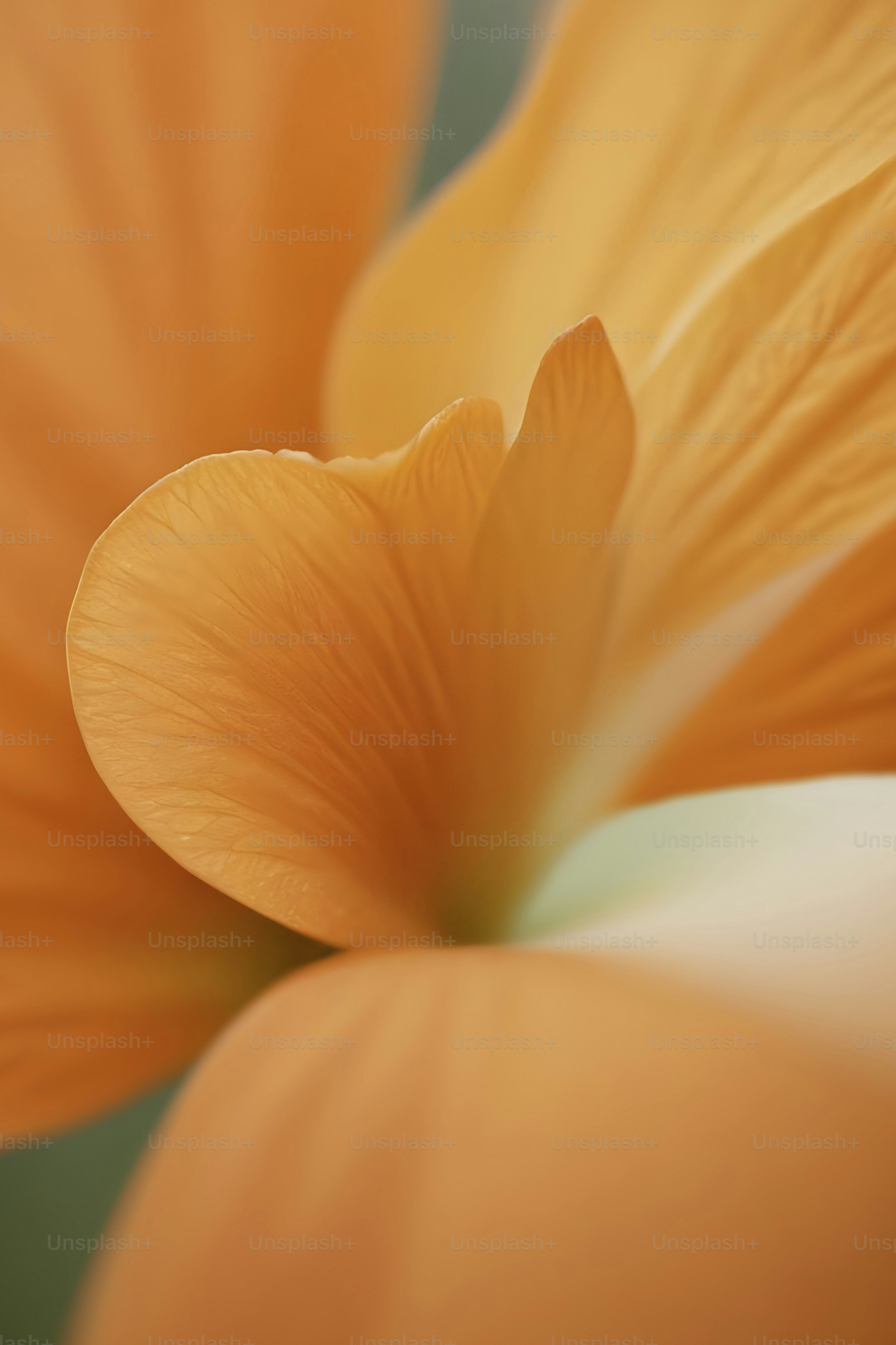 Un gros plan d’une fleur d’oranger avec un arrière-plan flou photo ...