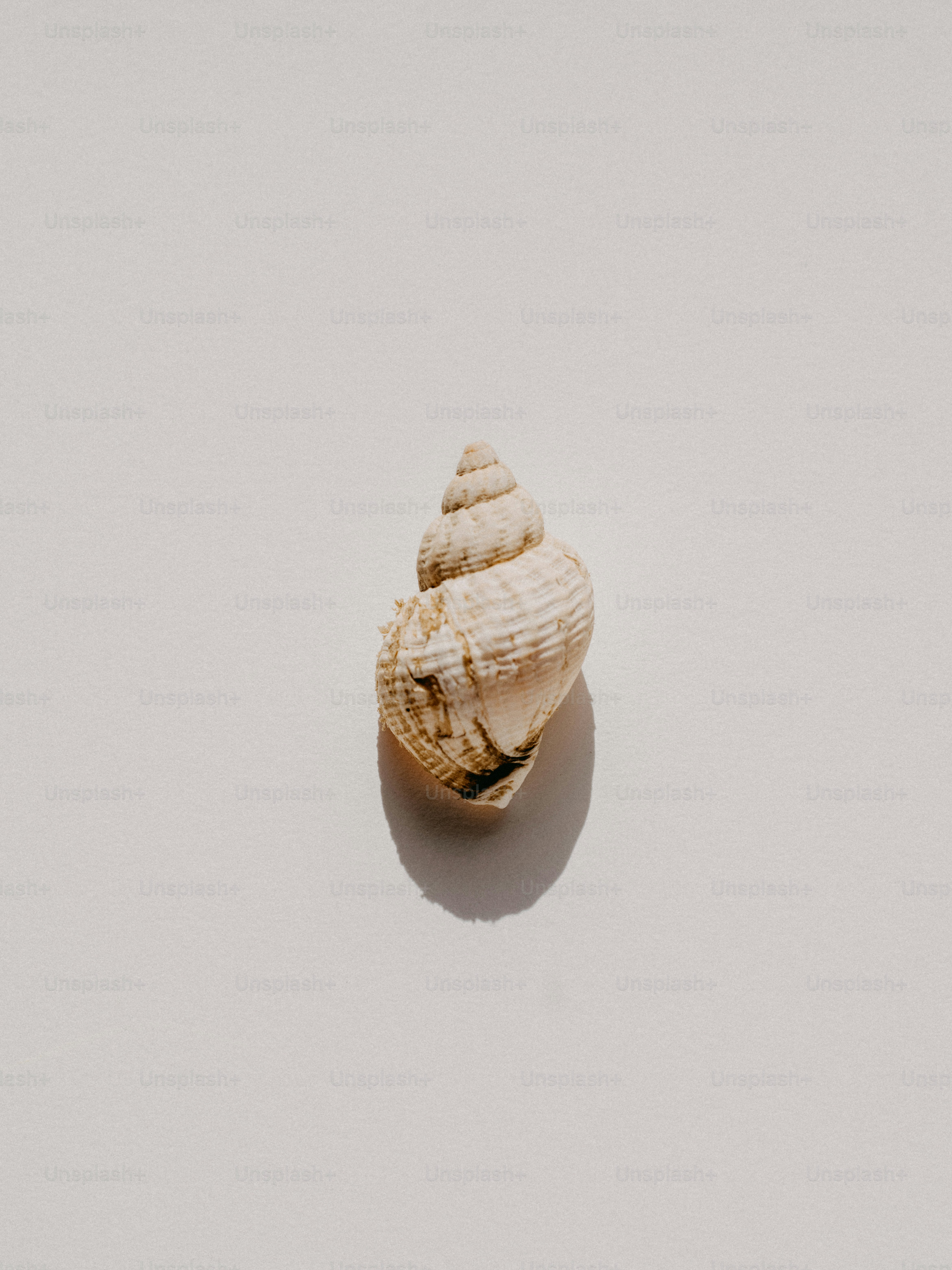 A single sea shell on a white surface photo – Minimal Image on Unsplash
