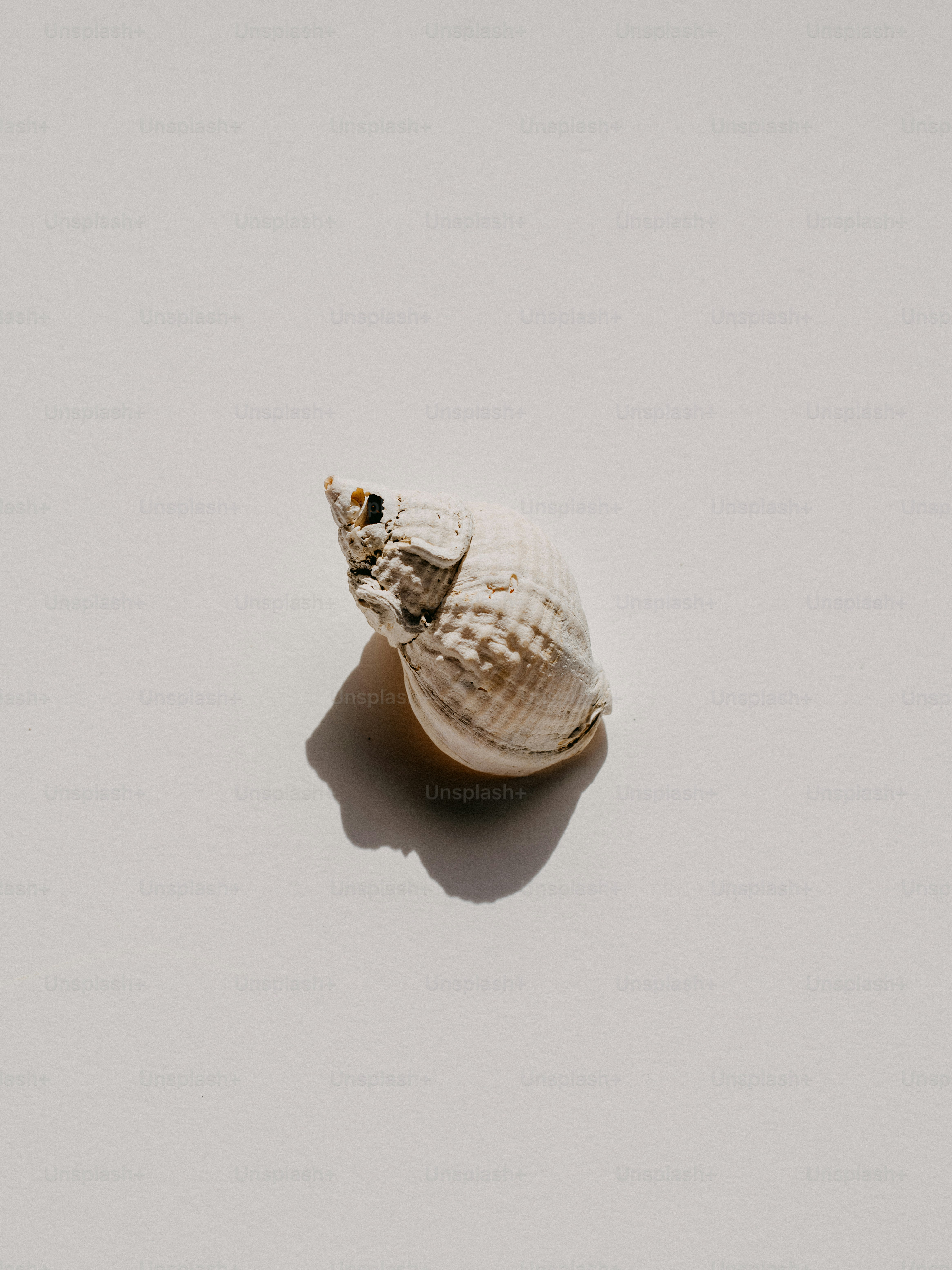 A single sea shell on a white surface photo – Nature Image on Unsplash