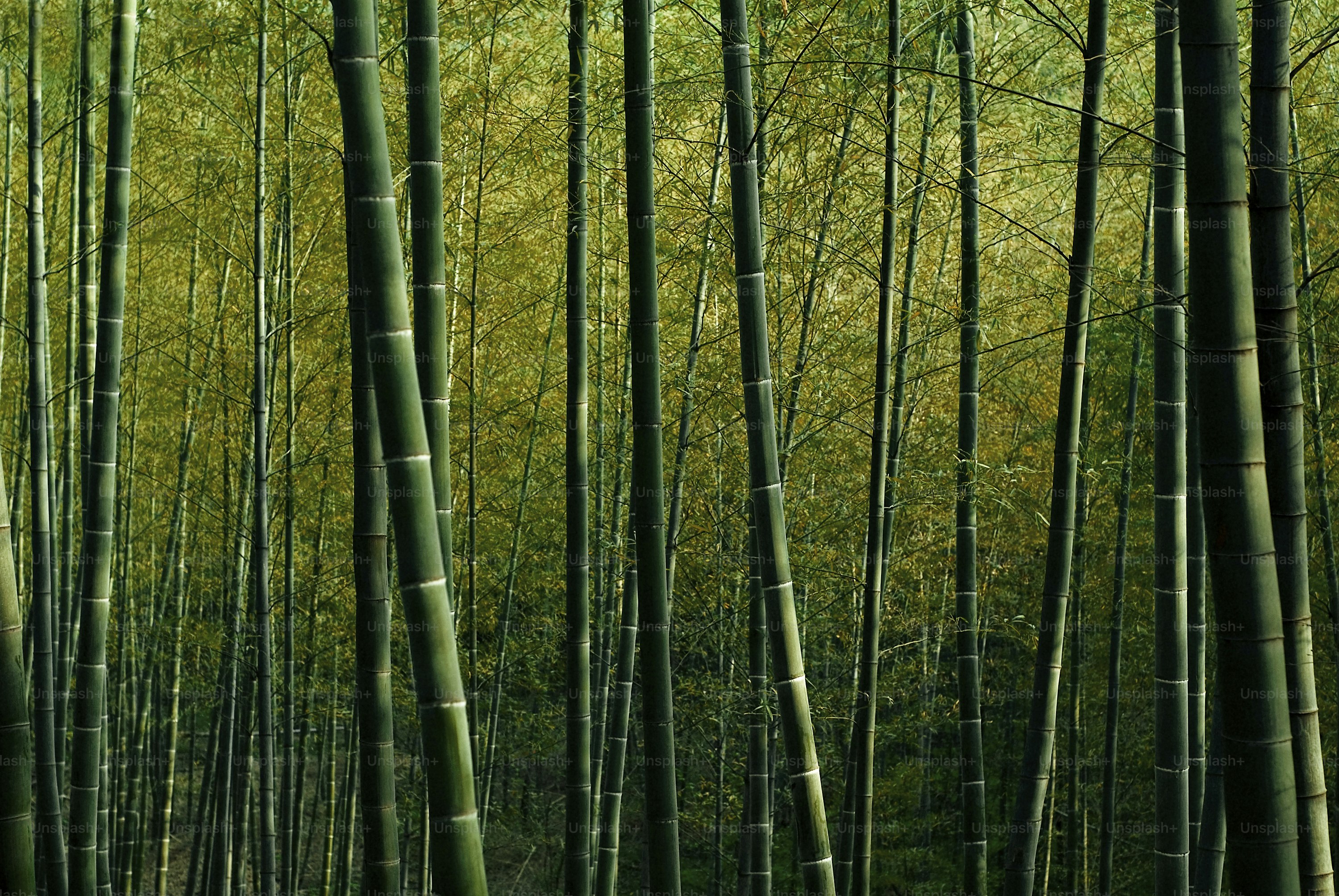 Bamboo Tree Pictures | Download Free Images on Unsplash