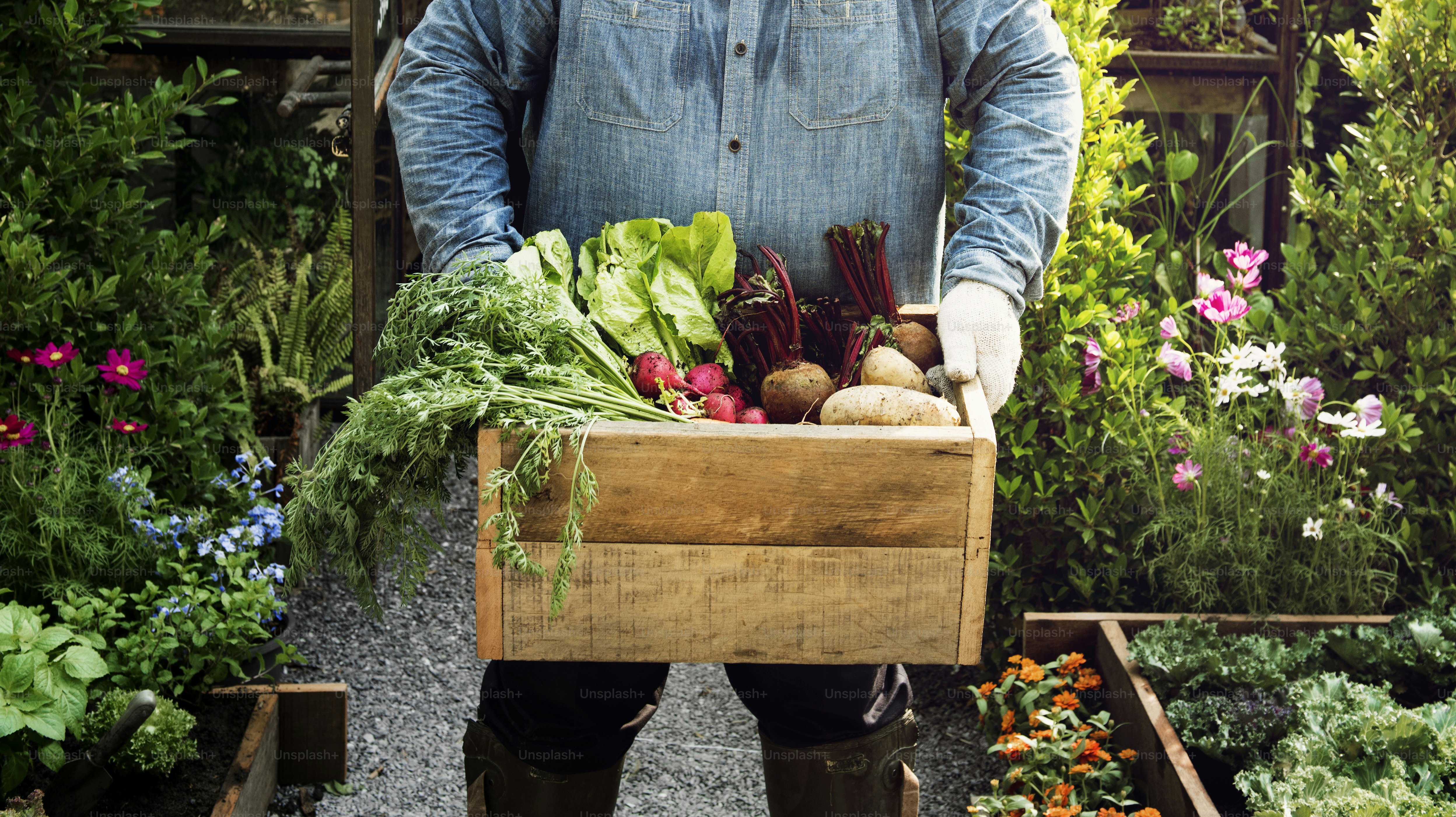 Food Security Pictures | Download Free Images on Unsplash