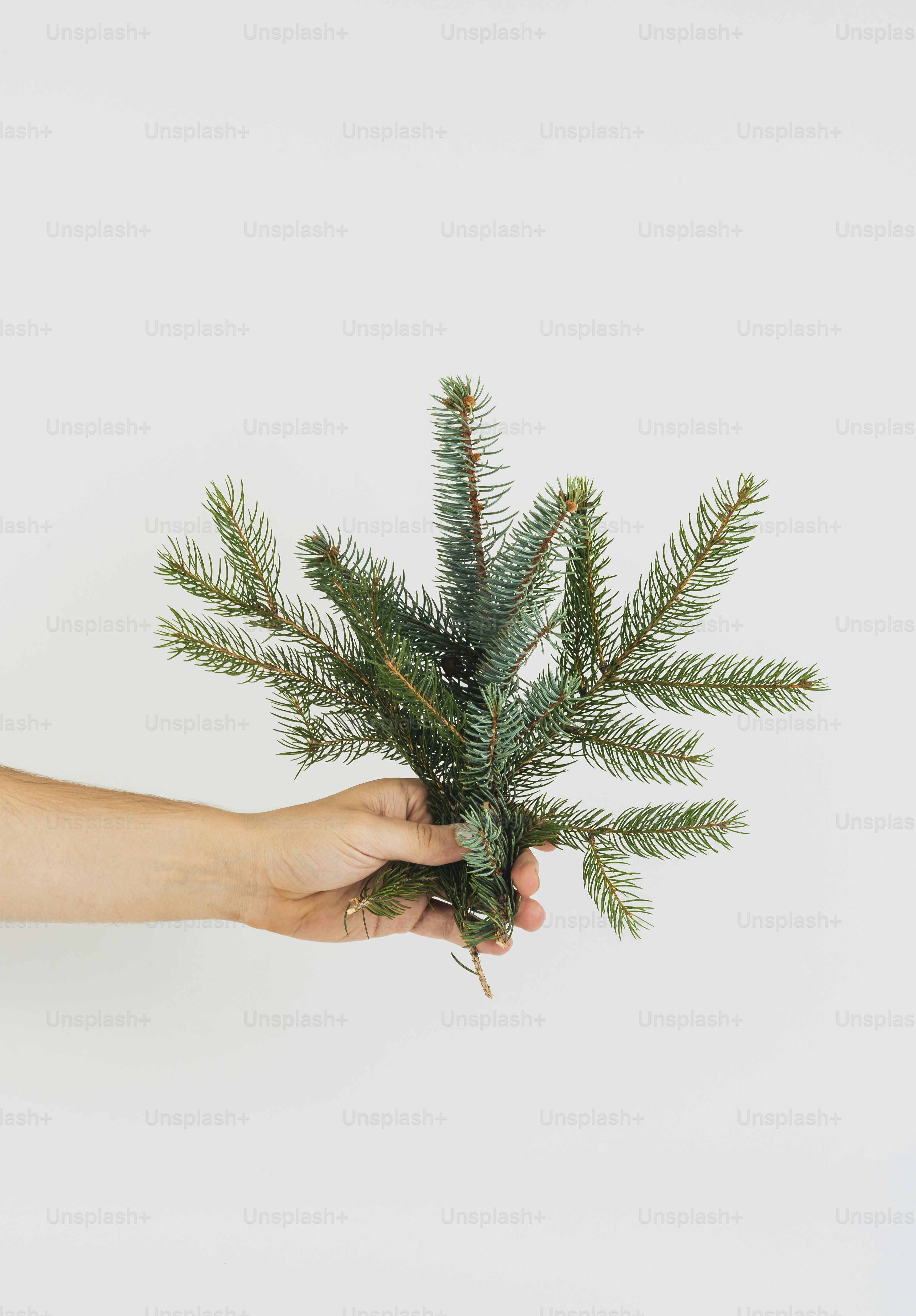 Hand holding branches of pine tree photo – Tradition Image on Unsplash