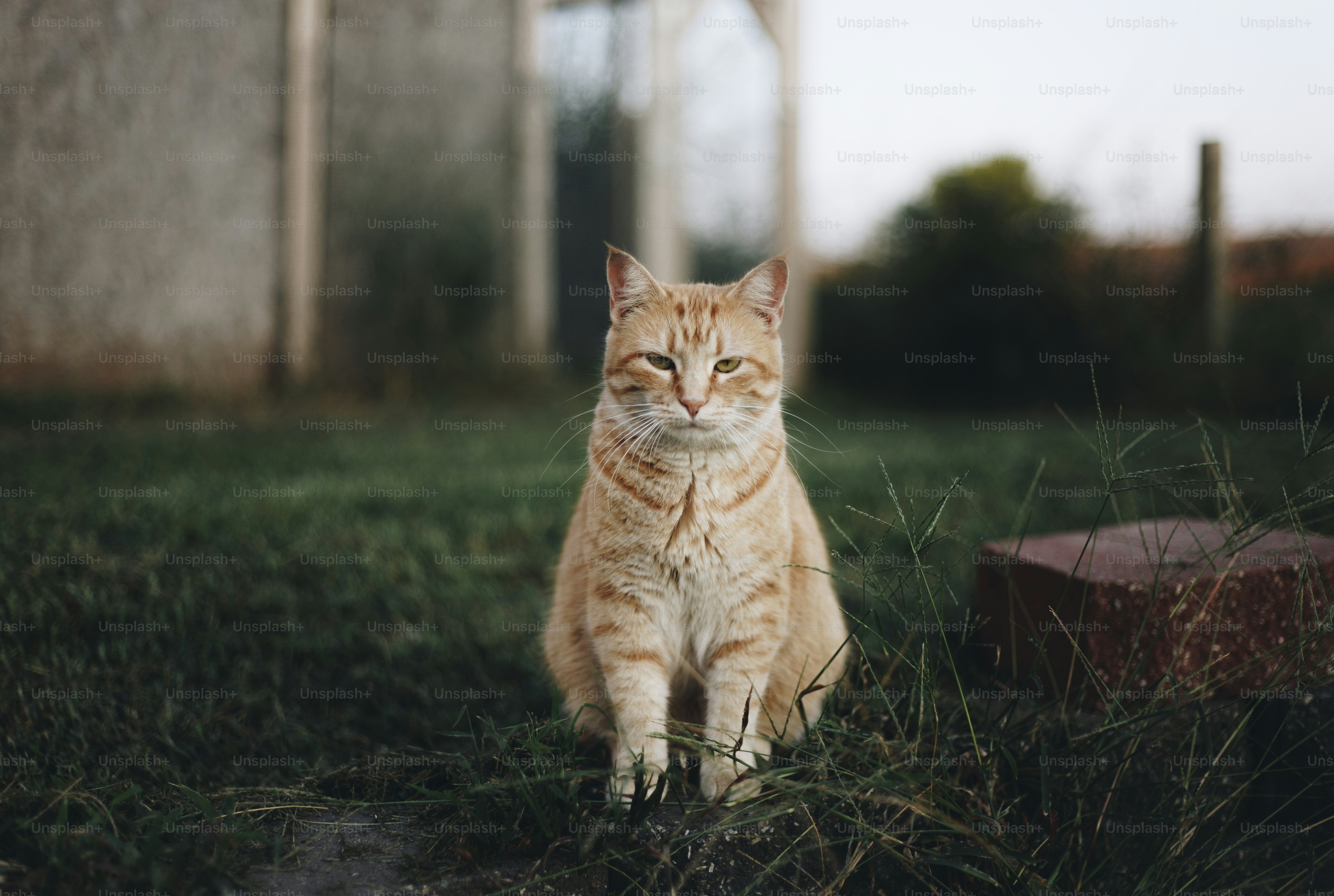 Portrait of a cat photo – Pets Image on Unsplash