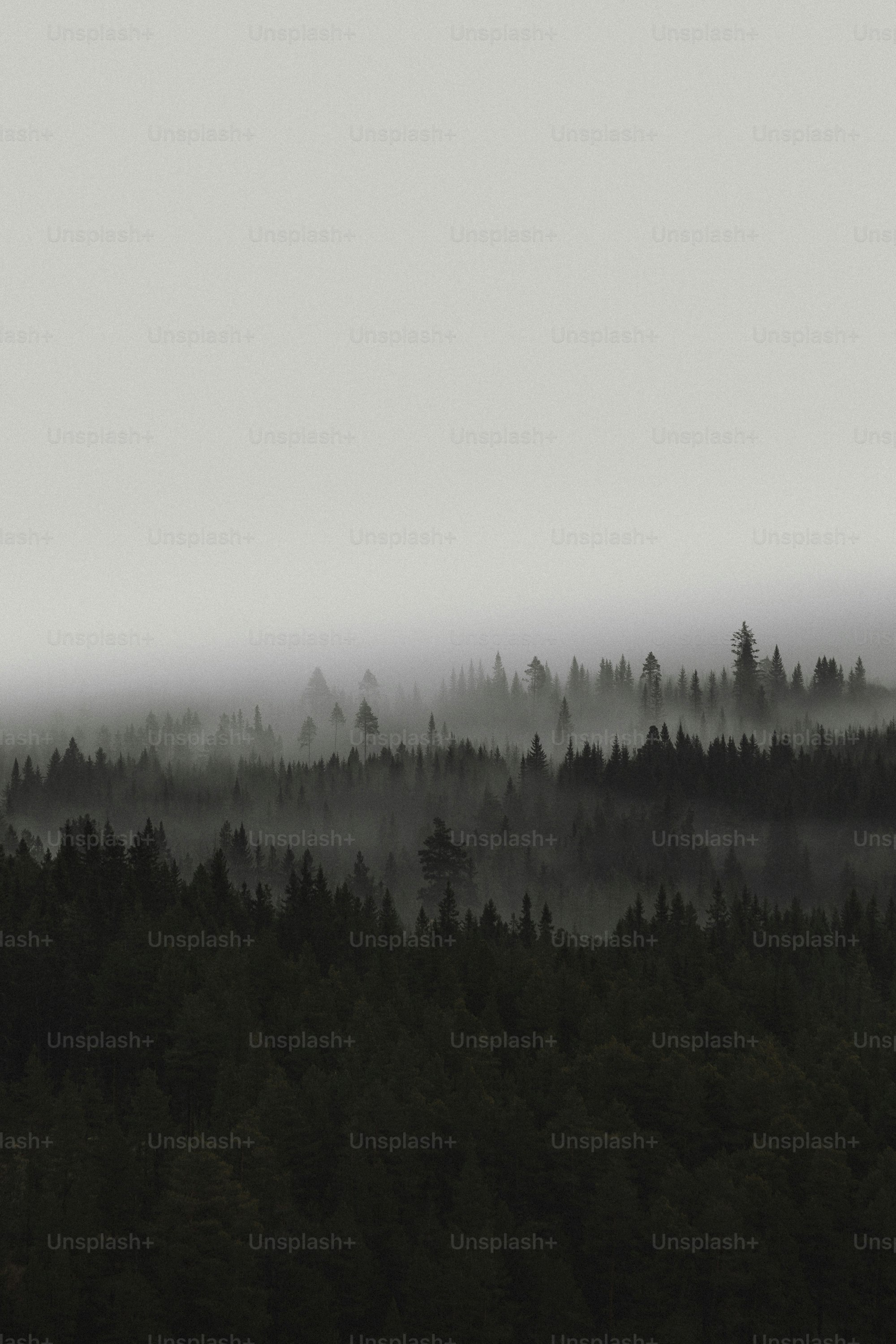 Vue sur les bois brumeux de Norvège photo – Image de Forêt sur Unsplash