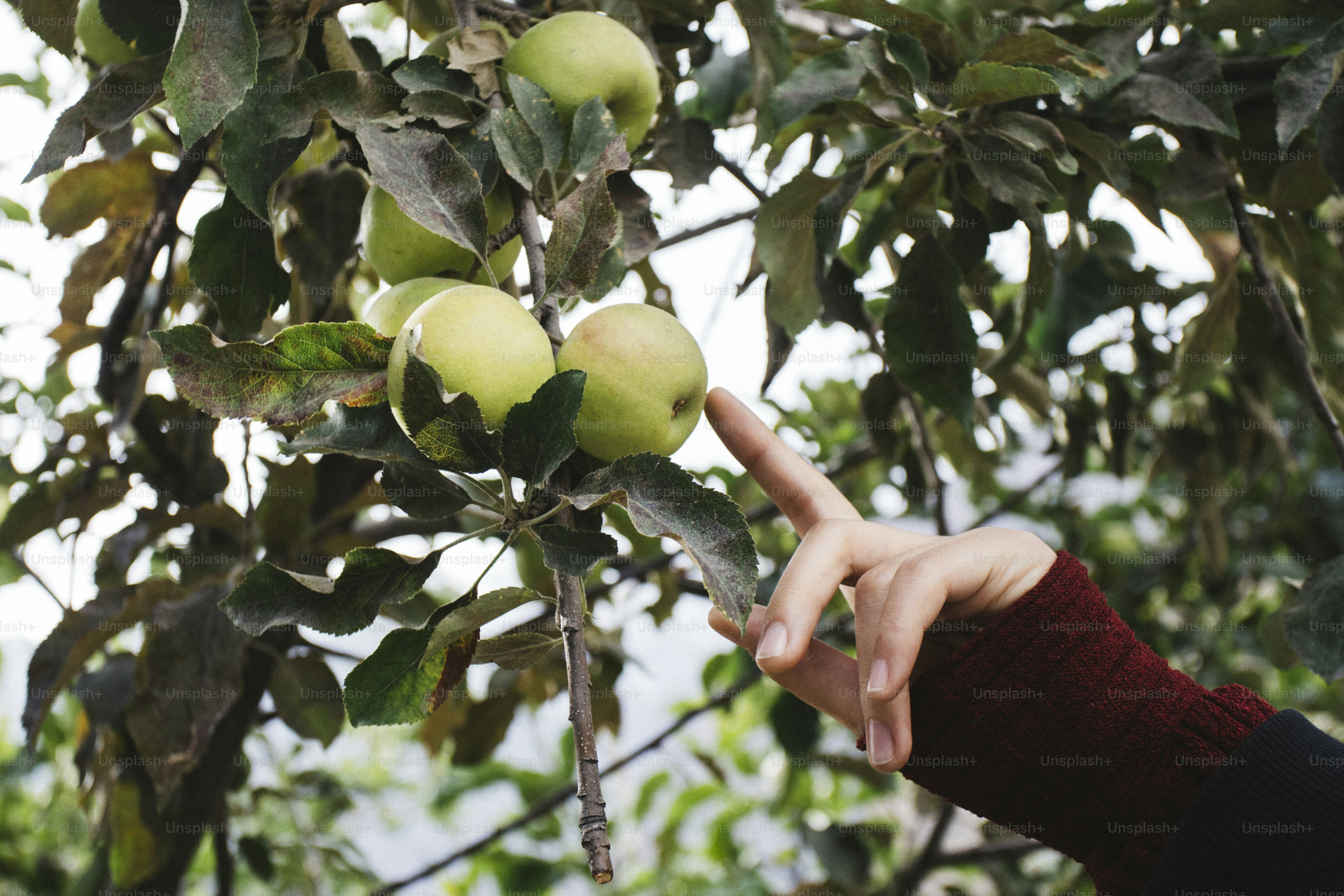 Woman pointing at green apples on a branch photo – Juicy Image on Unsplash