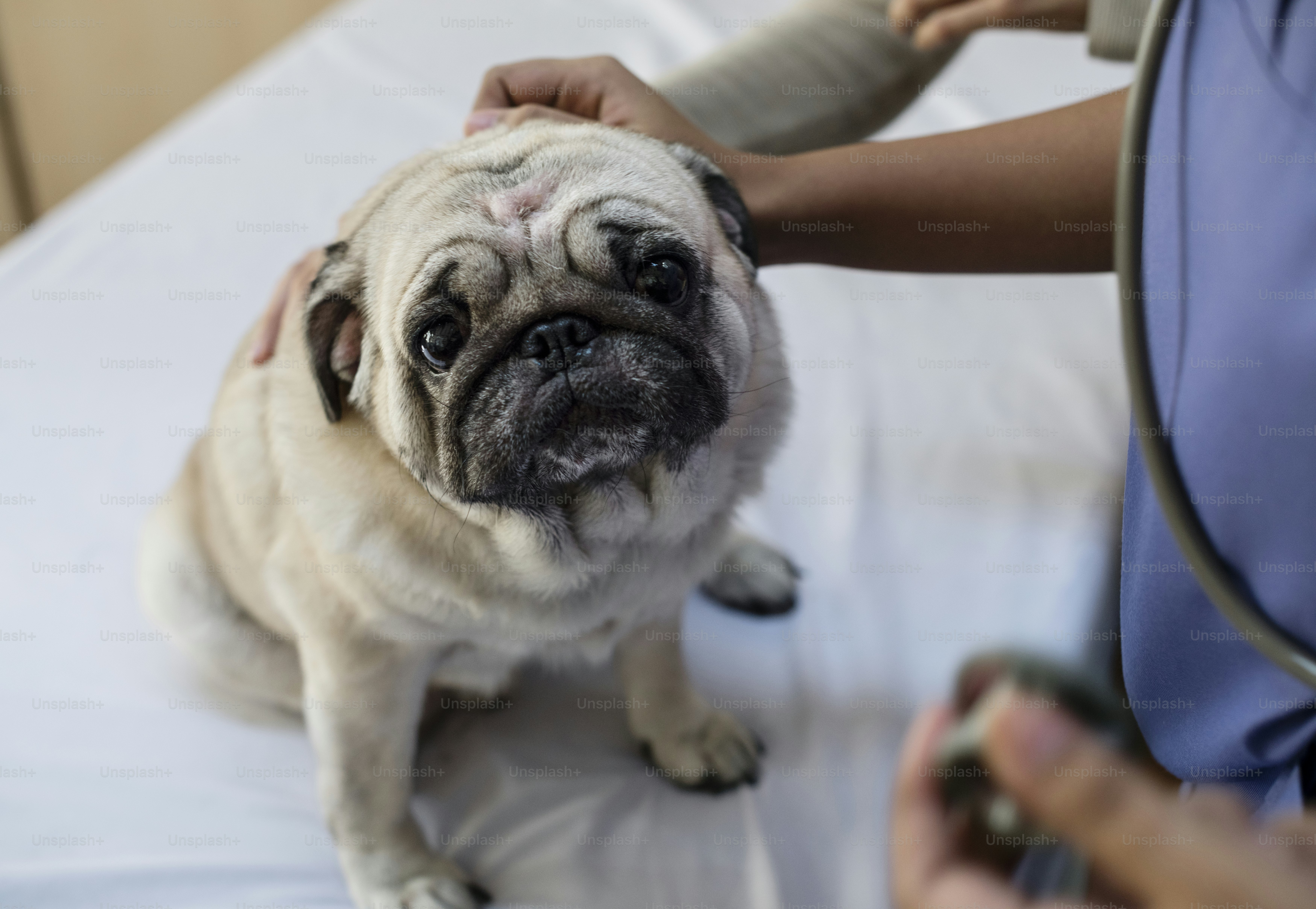 Pet pug in a hospital photo – Dog Image on Unsplash