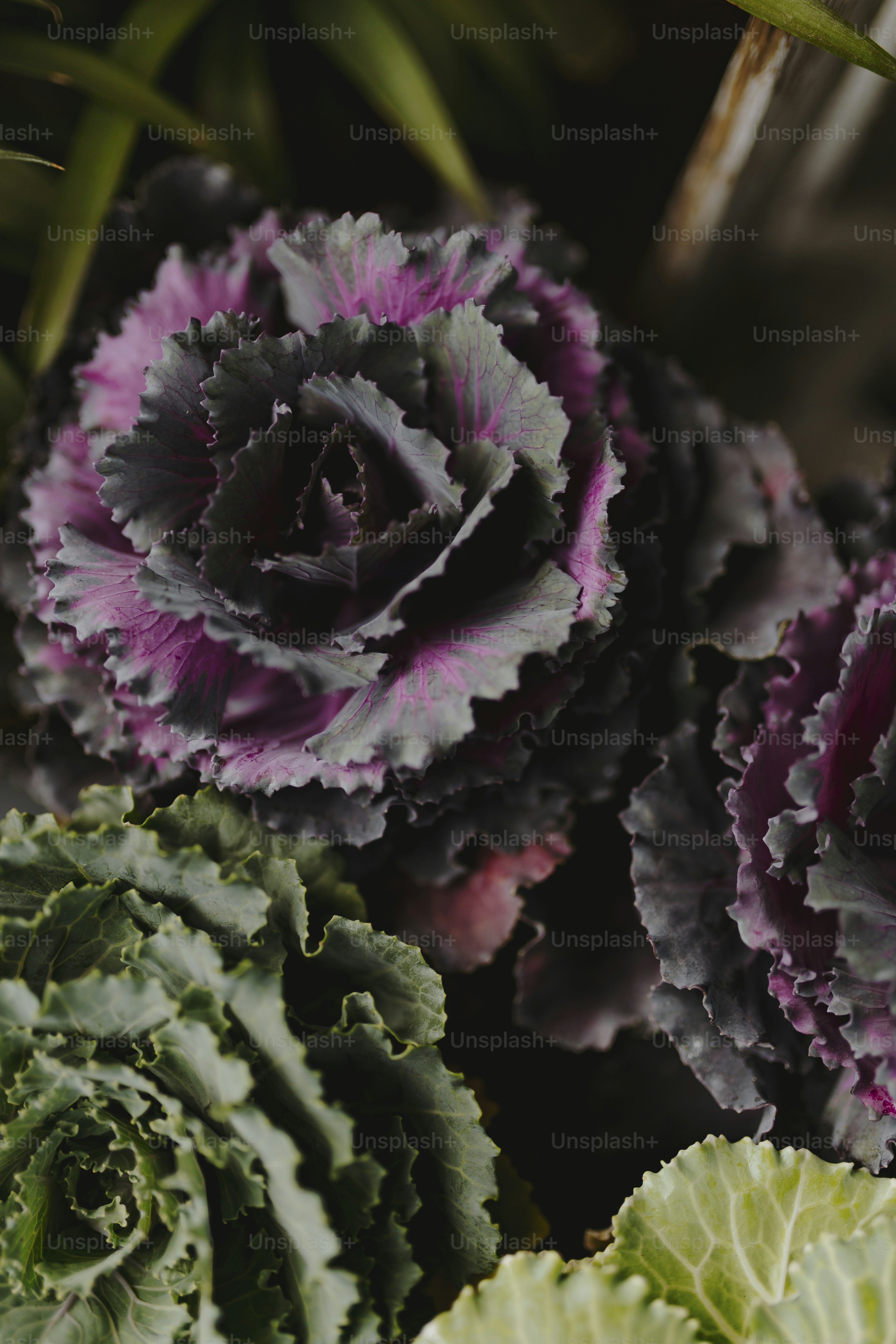 Primer plano de repollo ornamental verde y morado foto – Imagen de Flor ...
