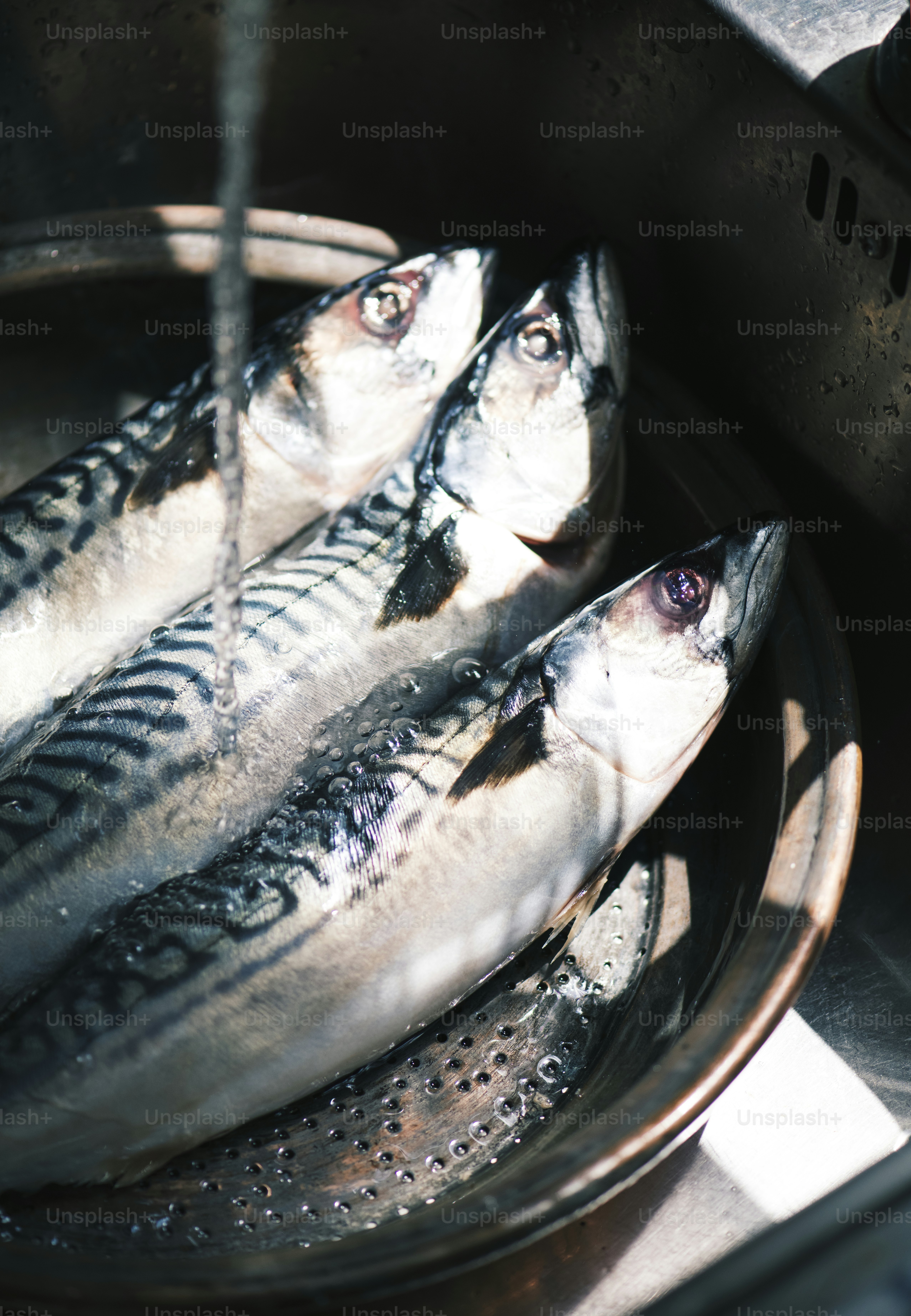 50,000+ Small Fish Pictures | Download Free Images on Unsplash