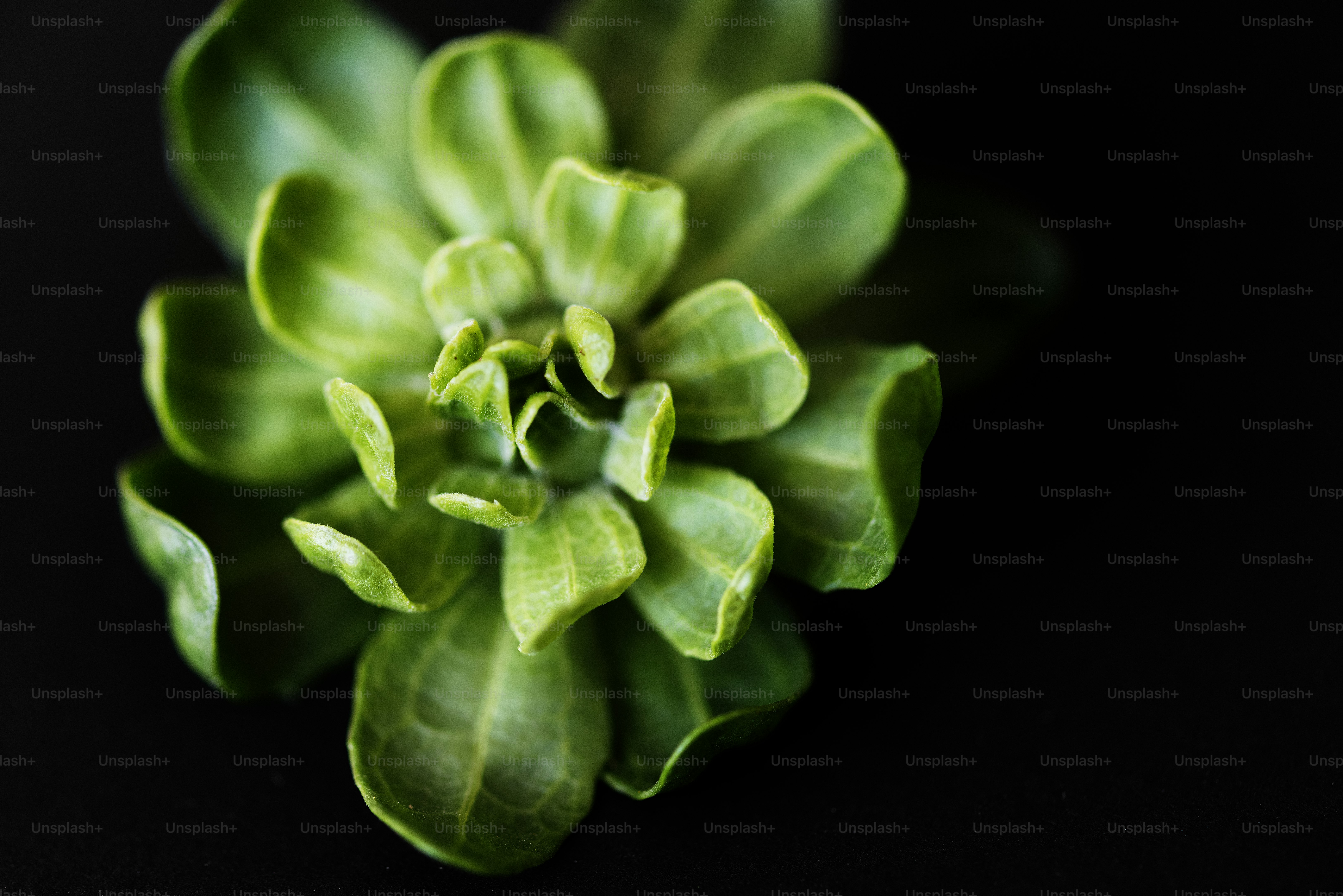 Closeup of green flower photo – Flower Image on Unsplash