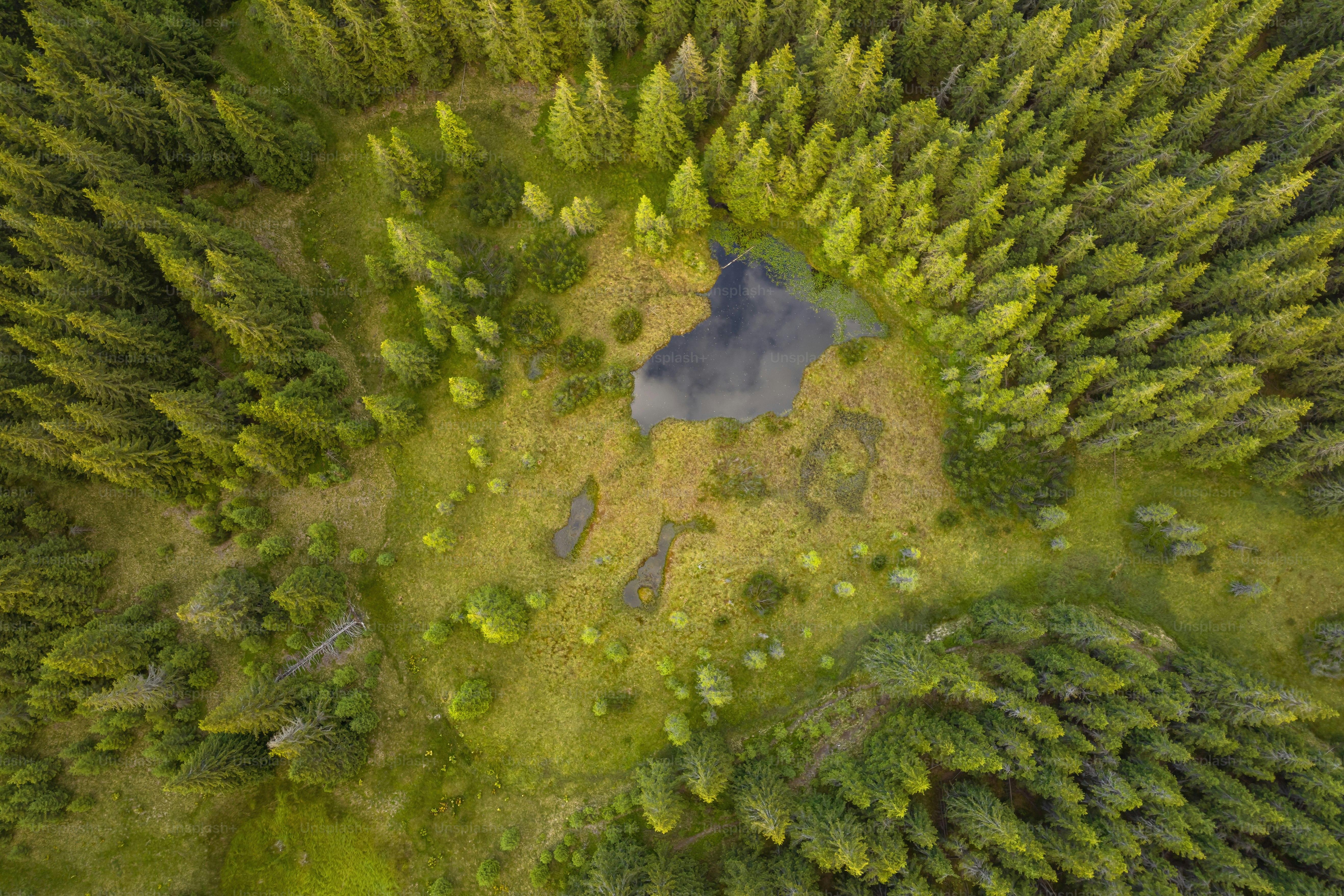 A bird's eye view of a forest with a house in the middle photo – Forest ...