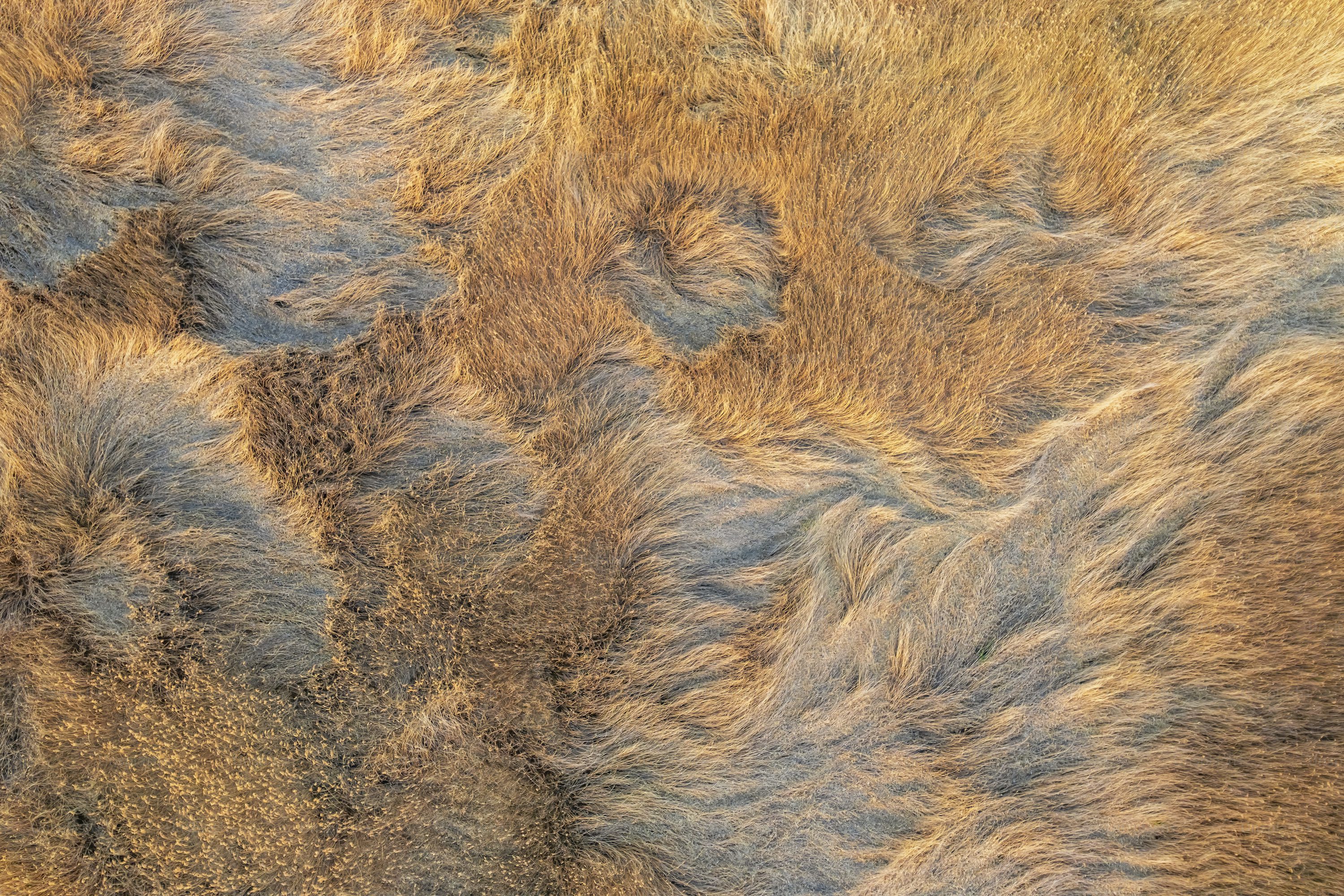 Gros plan sur la fourrure d’un mouton photo – Image de Nature sur Unsplash Gros plan sur la fourrure d’un mouton photo – Image de Nature sur Unsplash
