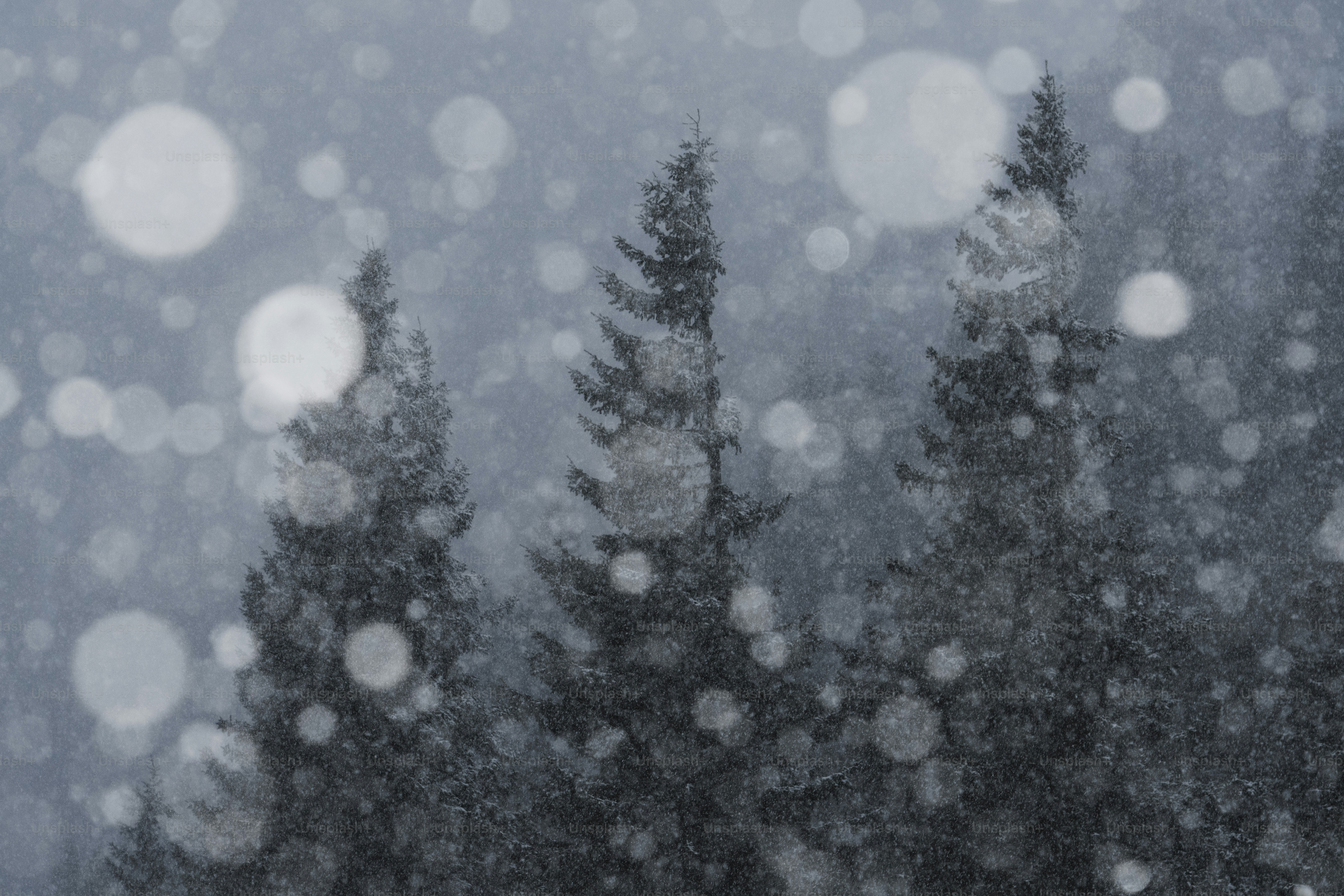 A snow covered forest filled with lots of trees photo – Wallpaper Image ...