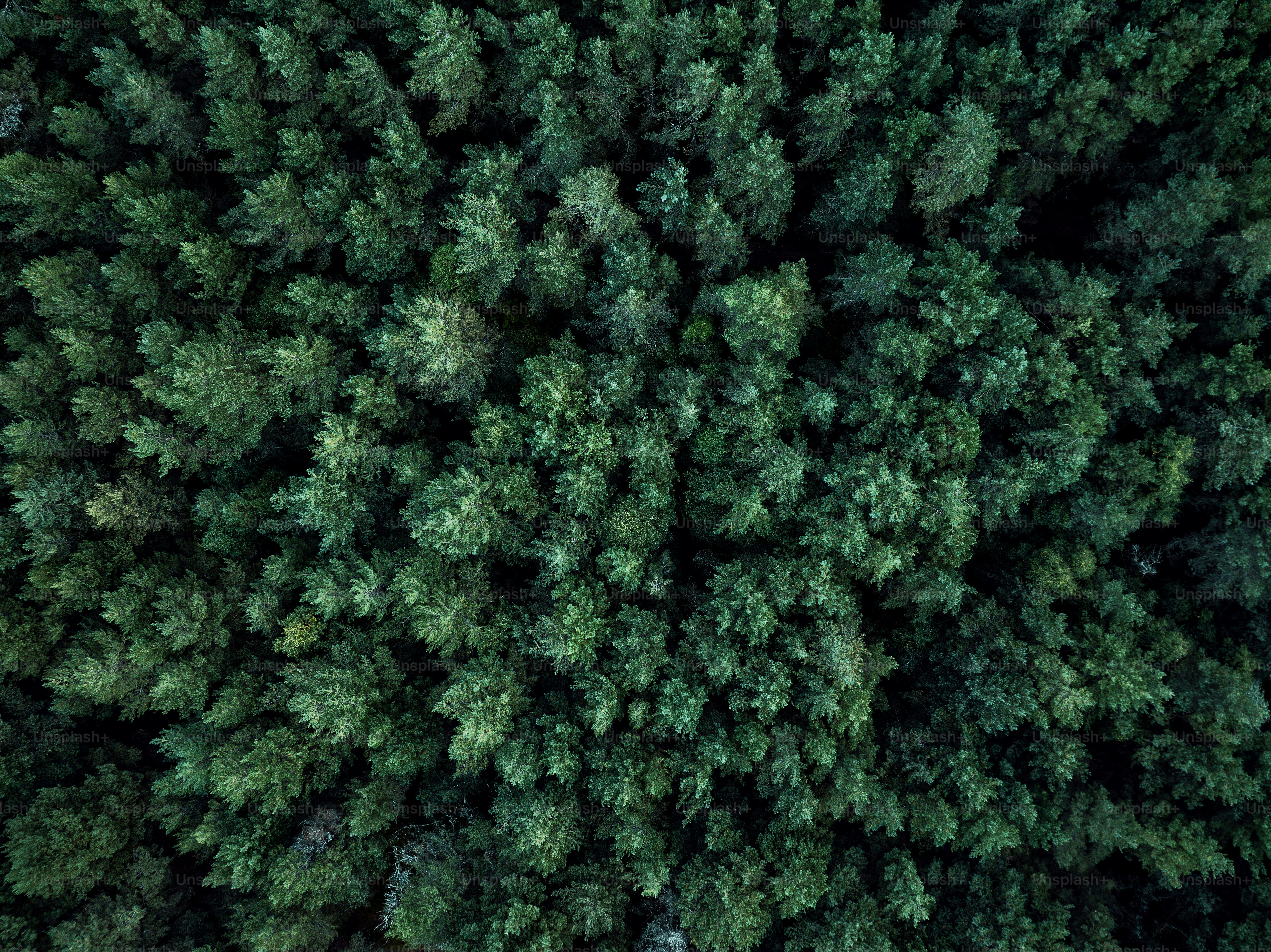 An aerial view of a forest from above photo – Nairn beach Image on Unsplash