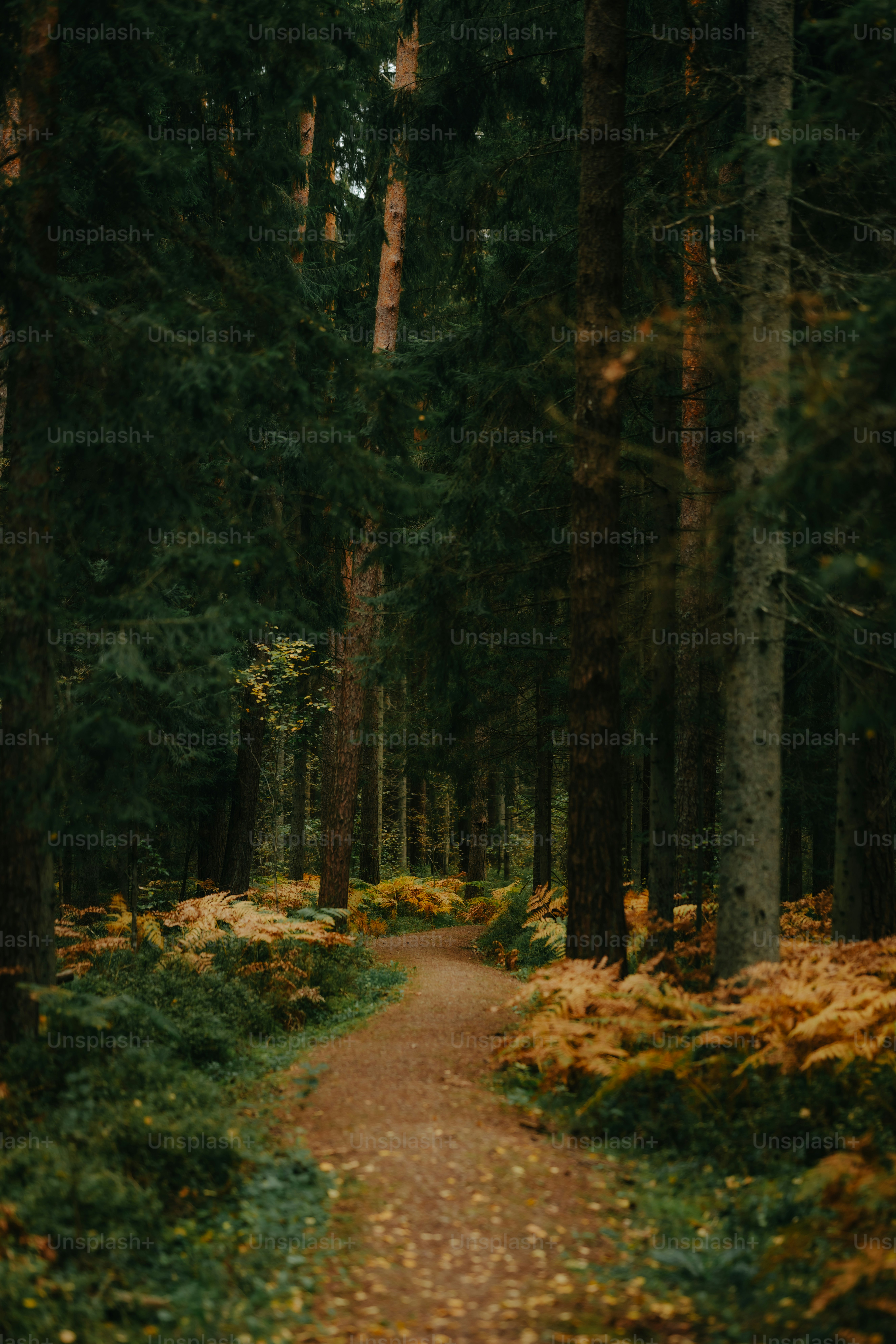 A path through a forest with lots of trees photo – Forest Image on Unsplash
