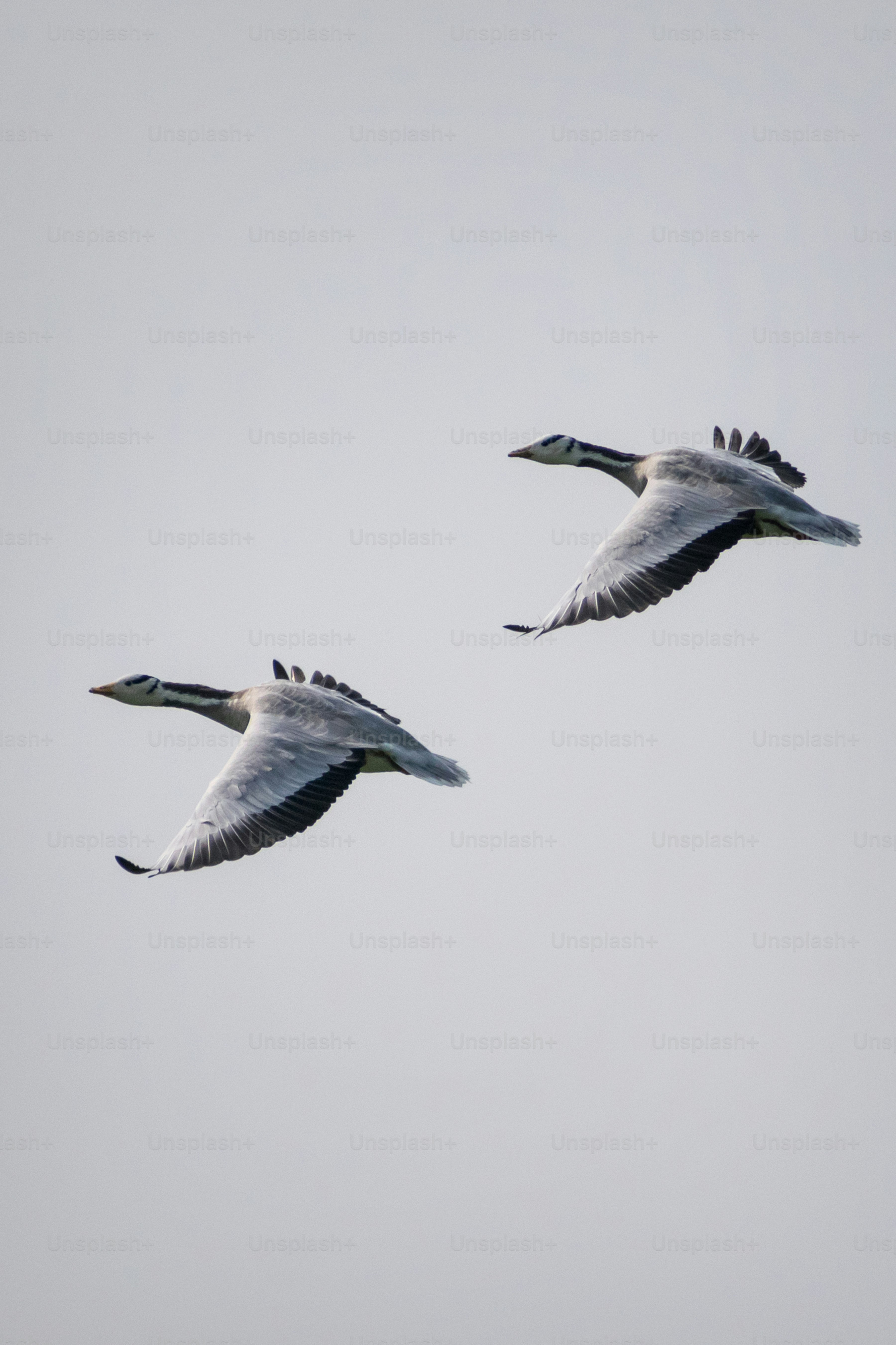 A couple of birds flying through a gray sky photo – Animal Image on ...