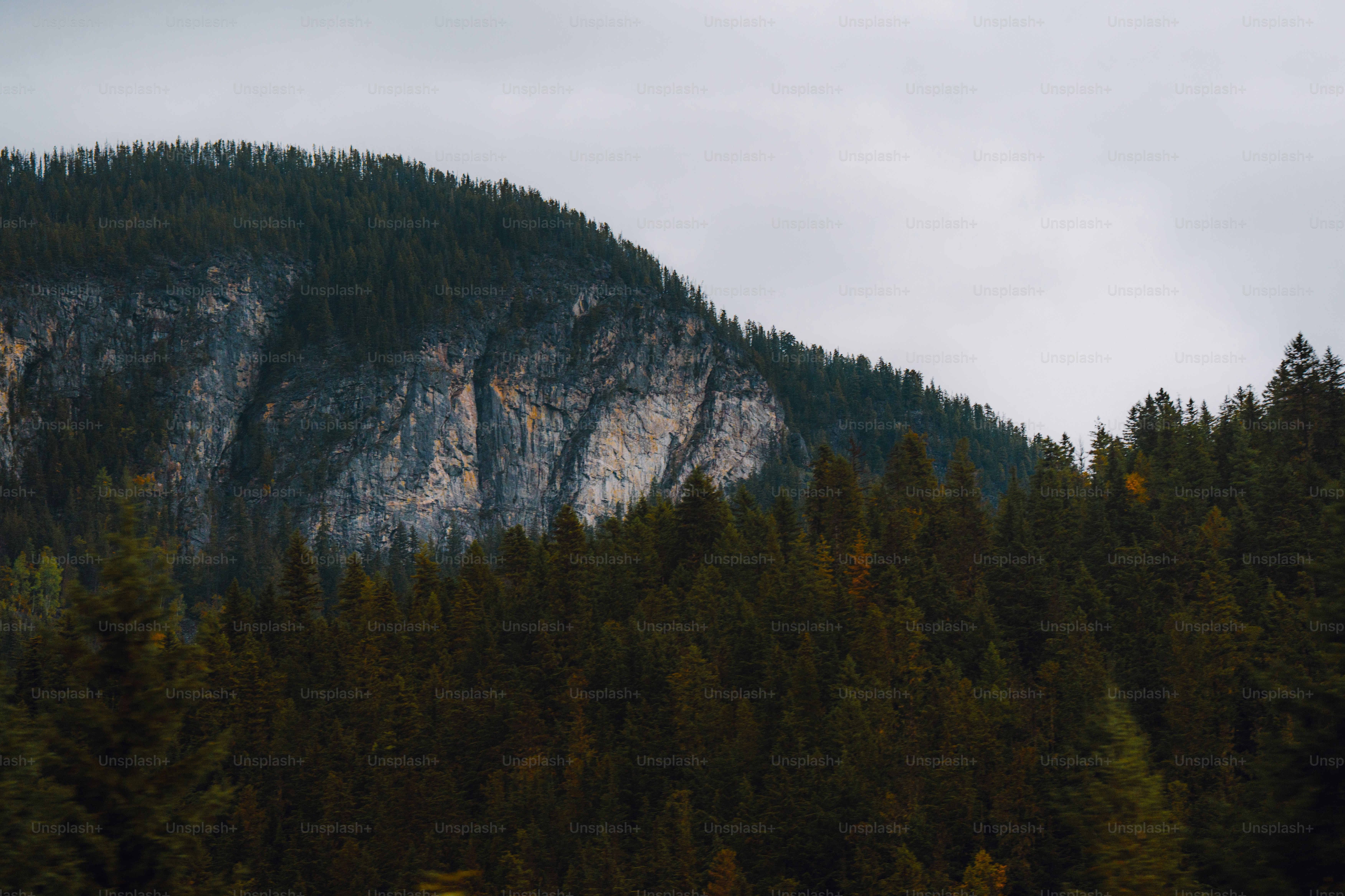 A bird flying over a forest with a mountain in the background photo ...