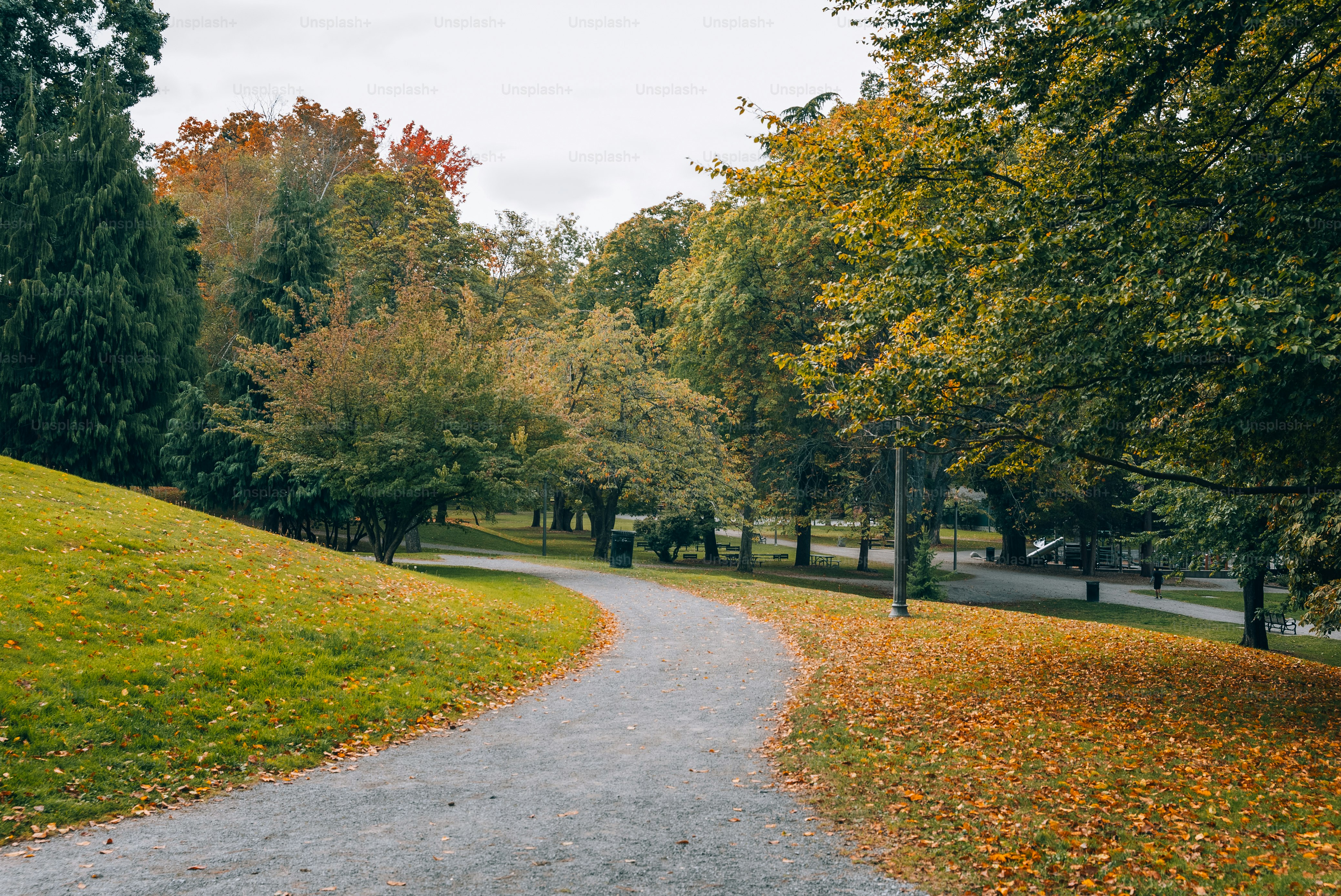 A path in a park with lots of trees photo – Autumn Image on Unsplash