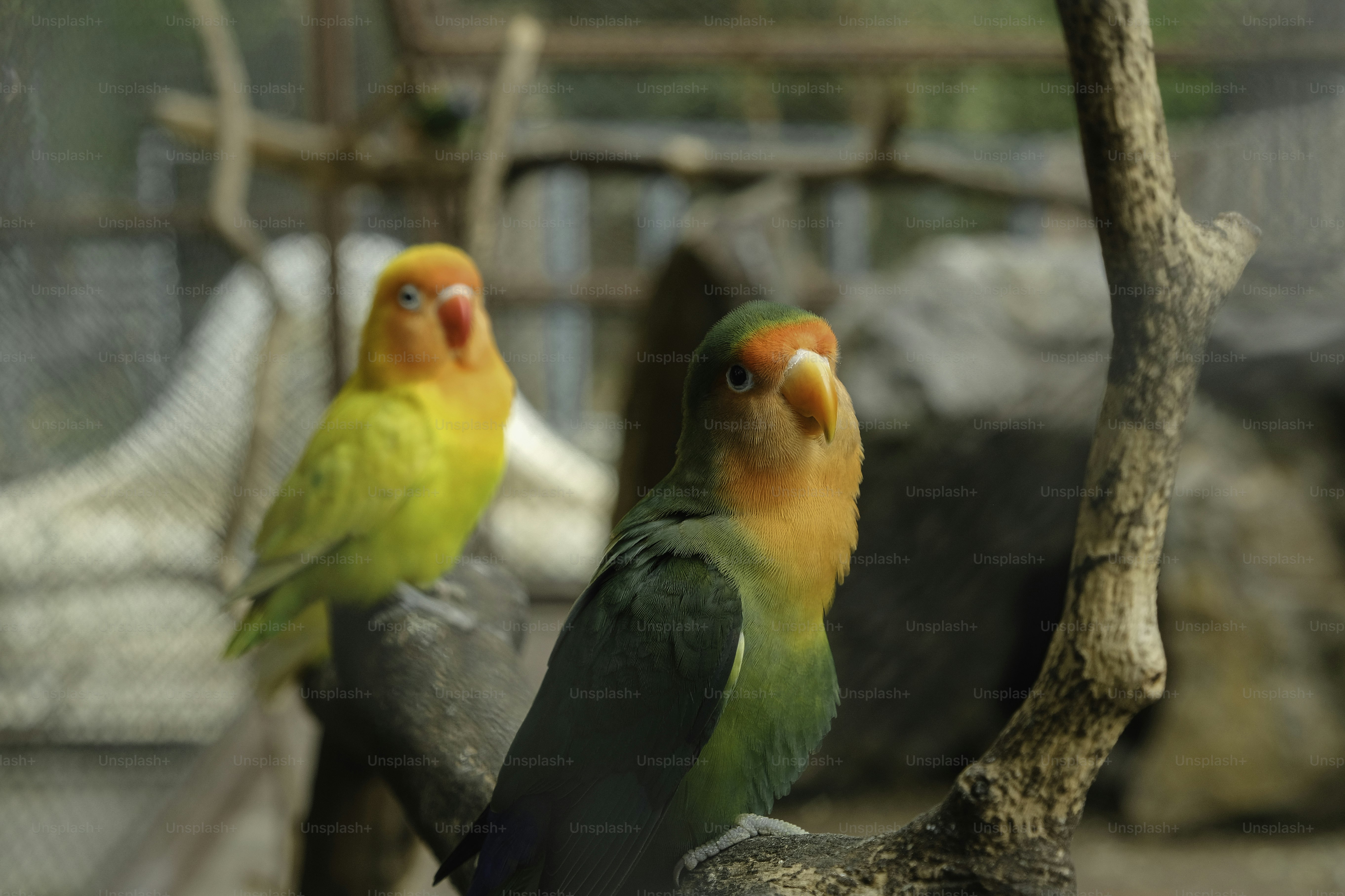 30,000+ Two Birds Pictures | Download Free Images on Unsplash