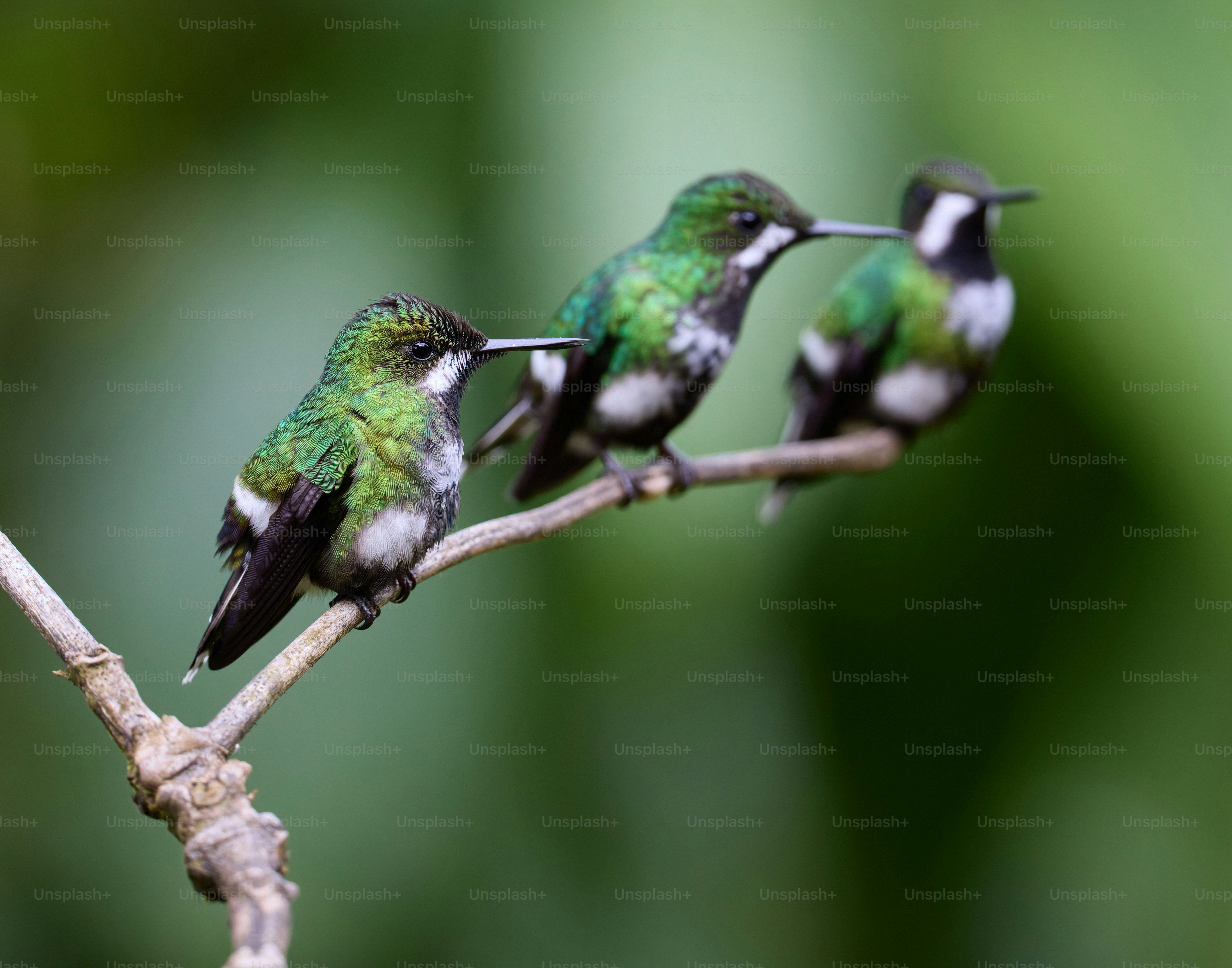 Three hummingbirds sitting on a tree branch photo – Tropical forest ...