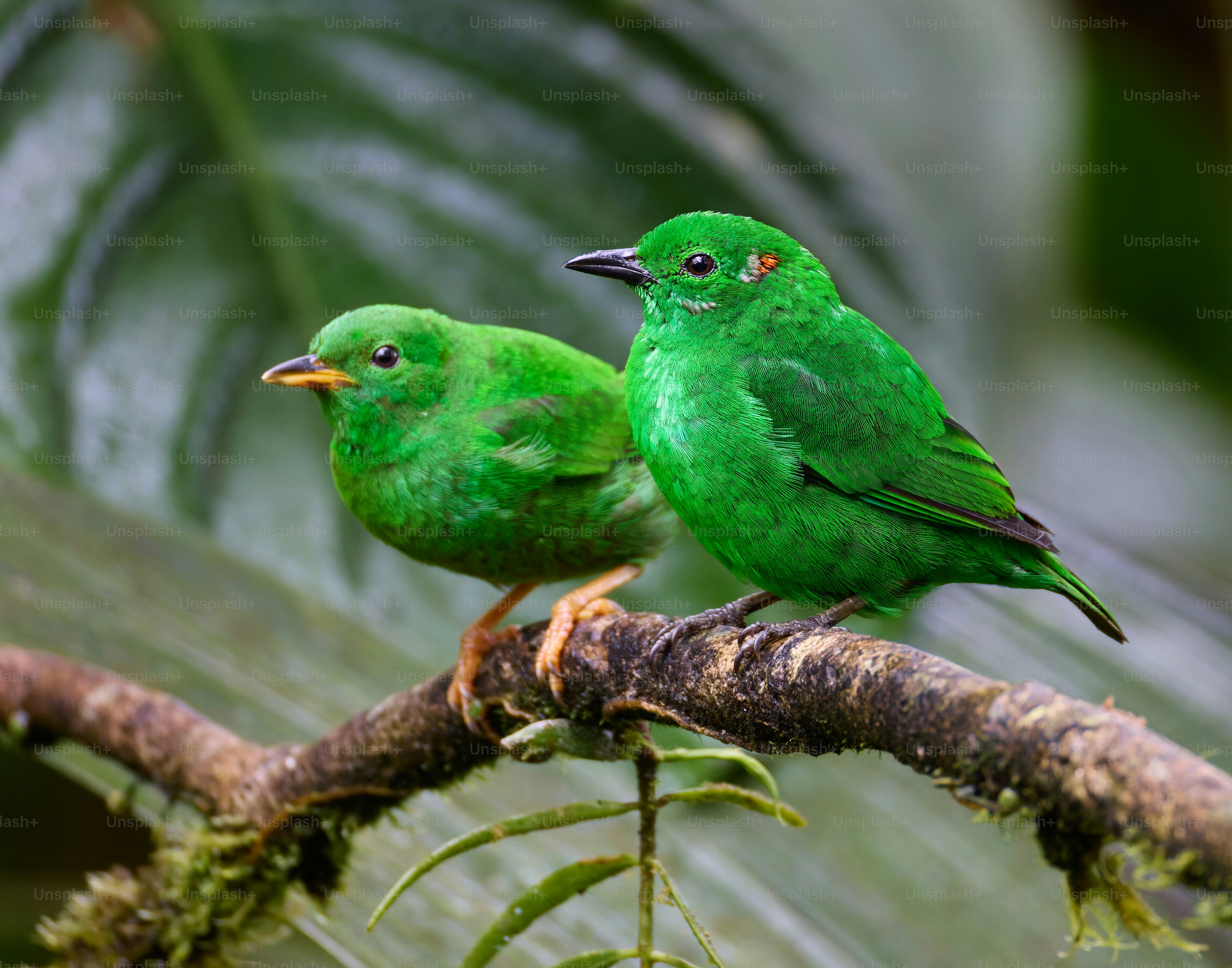 A couple of green birds sitting on top of a tree branch photo – Birds ...