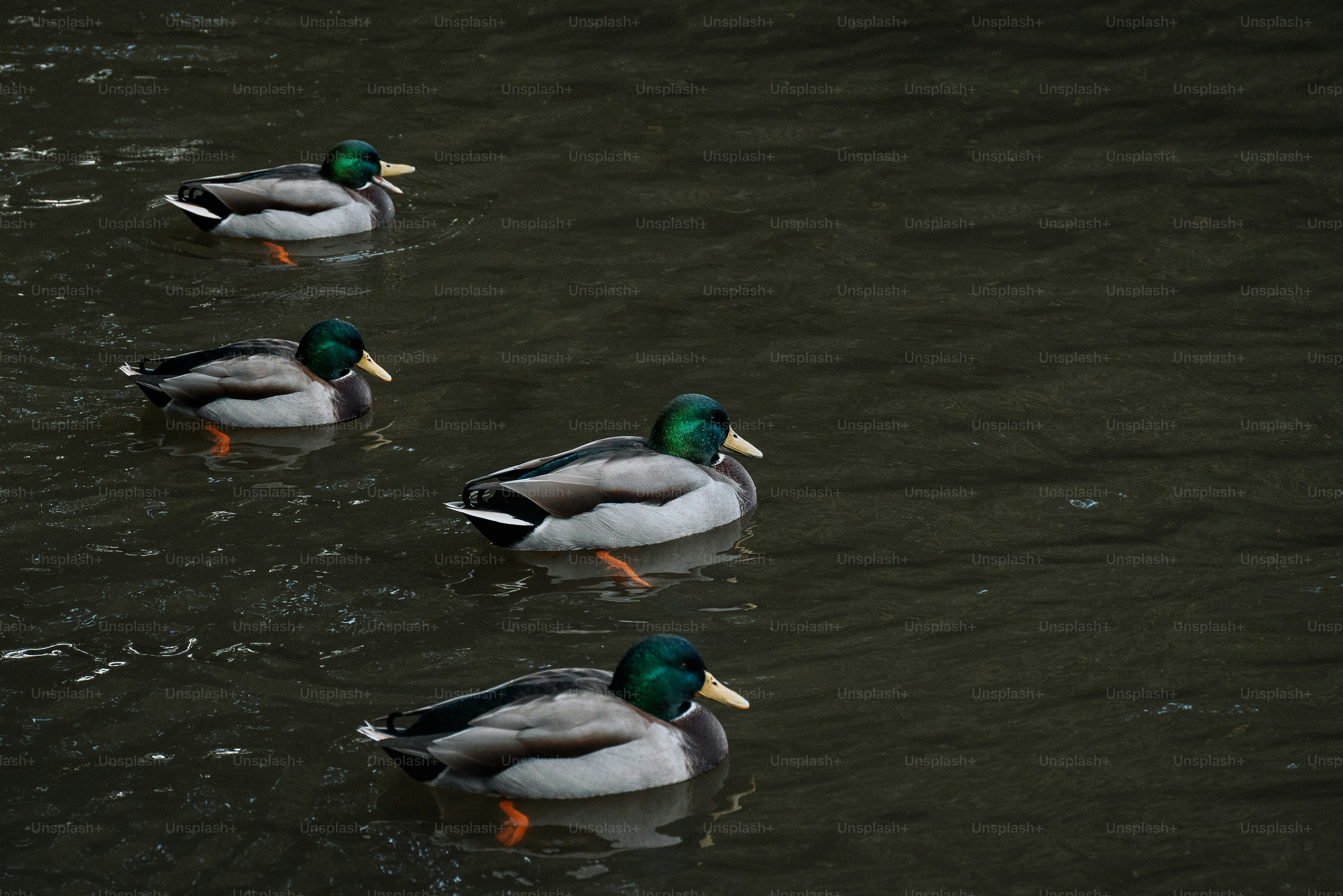 A group of ducks floating on top of a lake photo – Ducks in river Image ...
