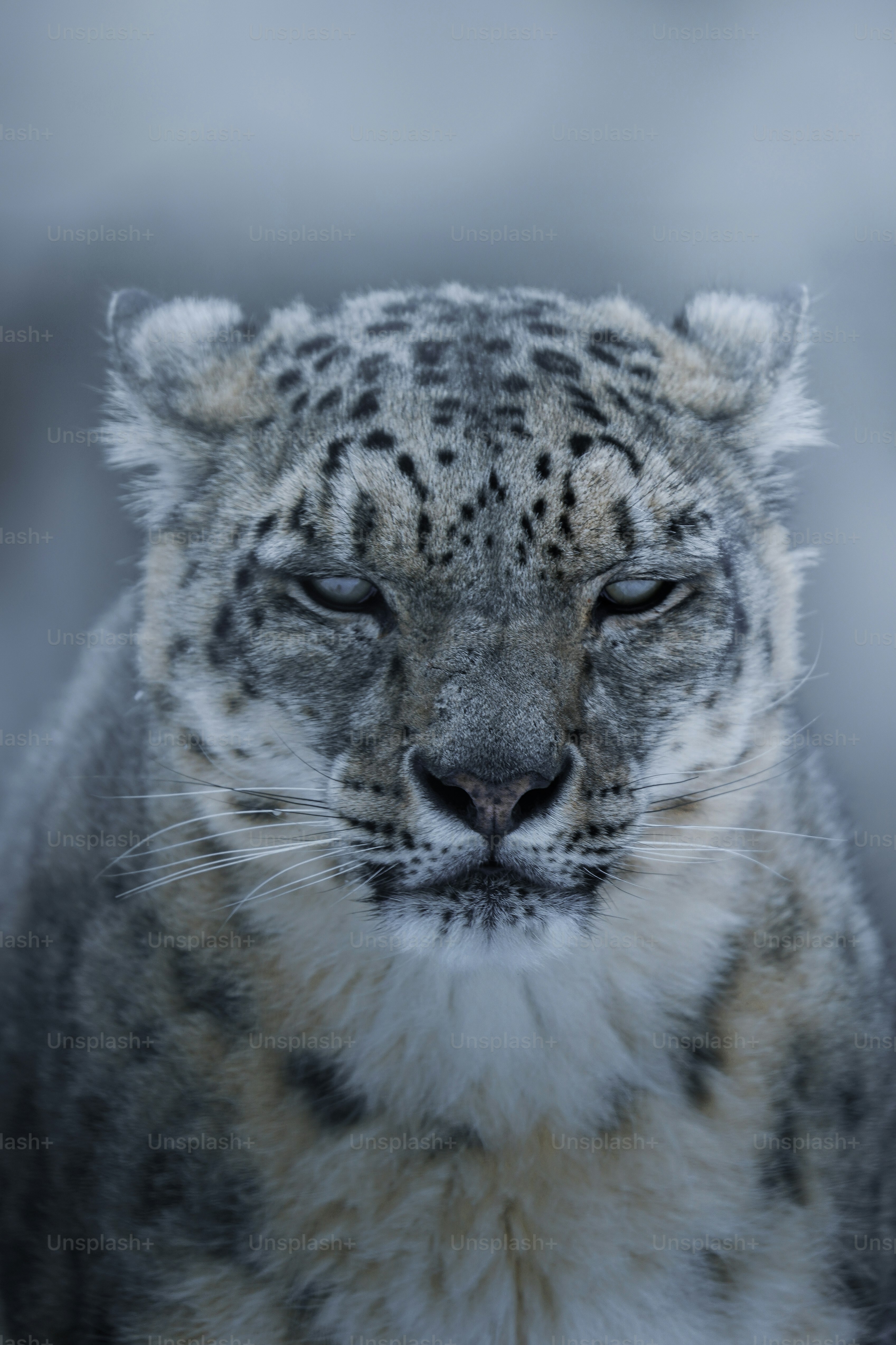 A close up of a snow leopard's face photo – Animal Image on Unsplash