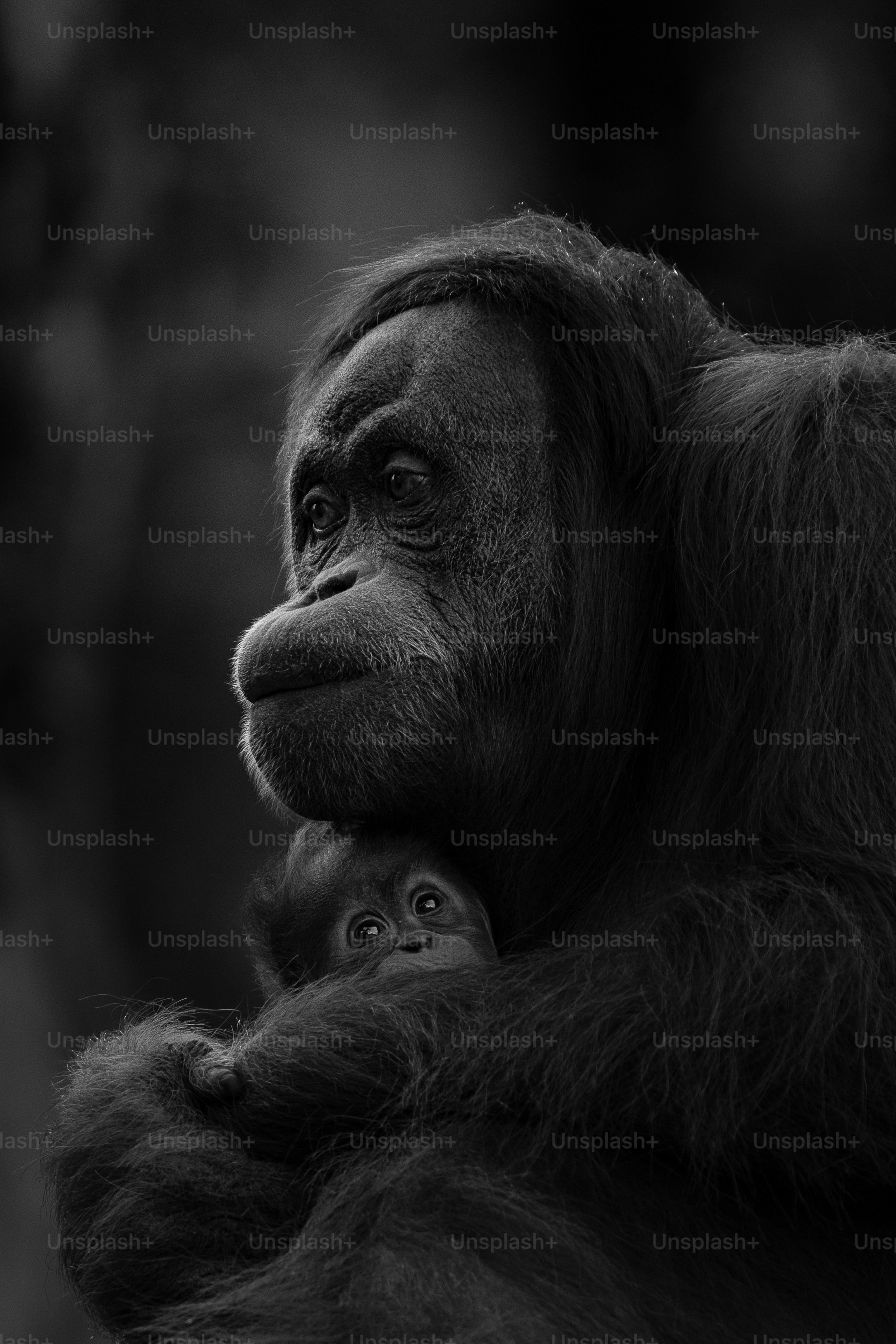 Ein Schwarz-Weiß-Foto eines Affen, der ein Baby hält Foto – Bild zum ...