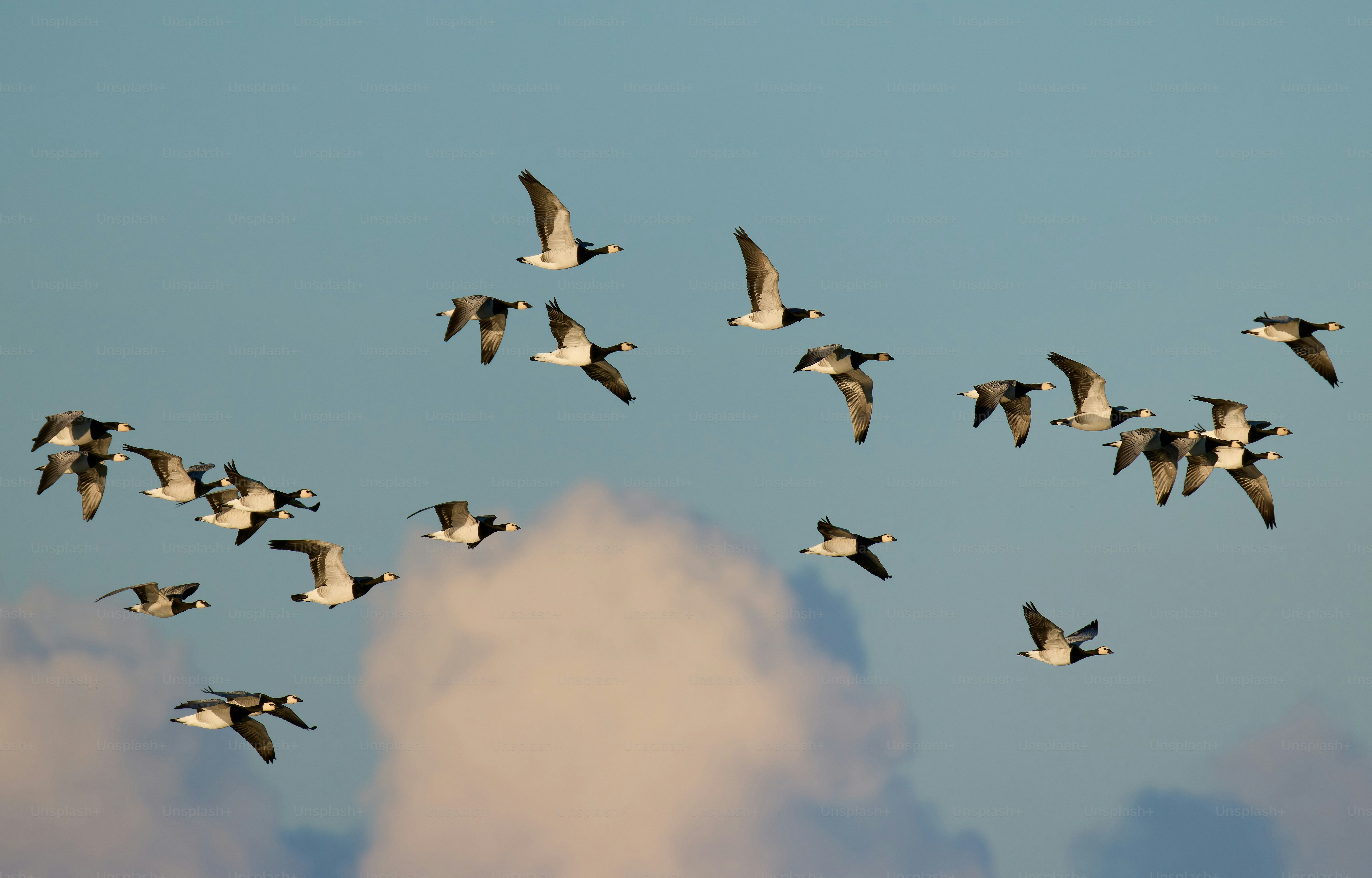 Una bandada de pájaros volando en el cielo foto – Imagen de Pájaro en ...