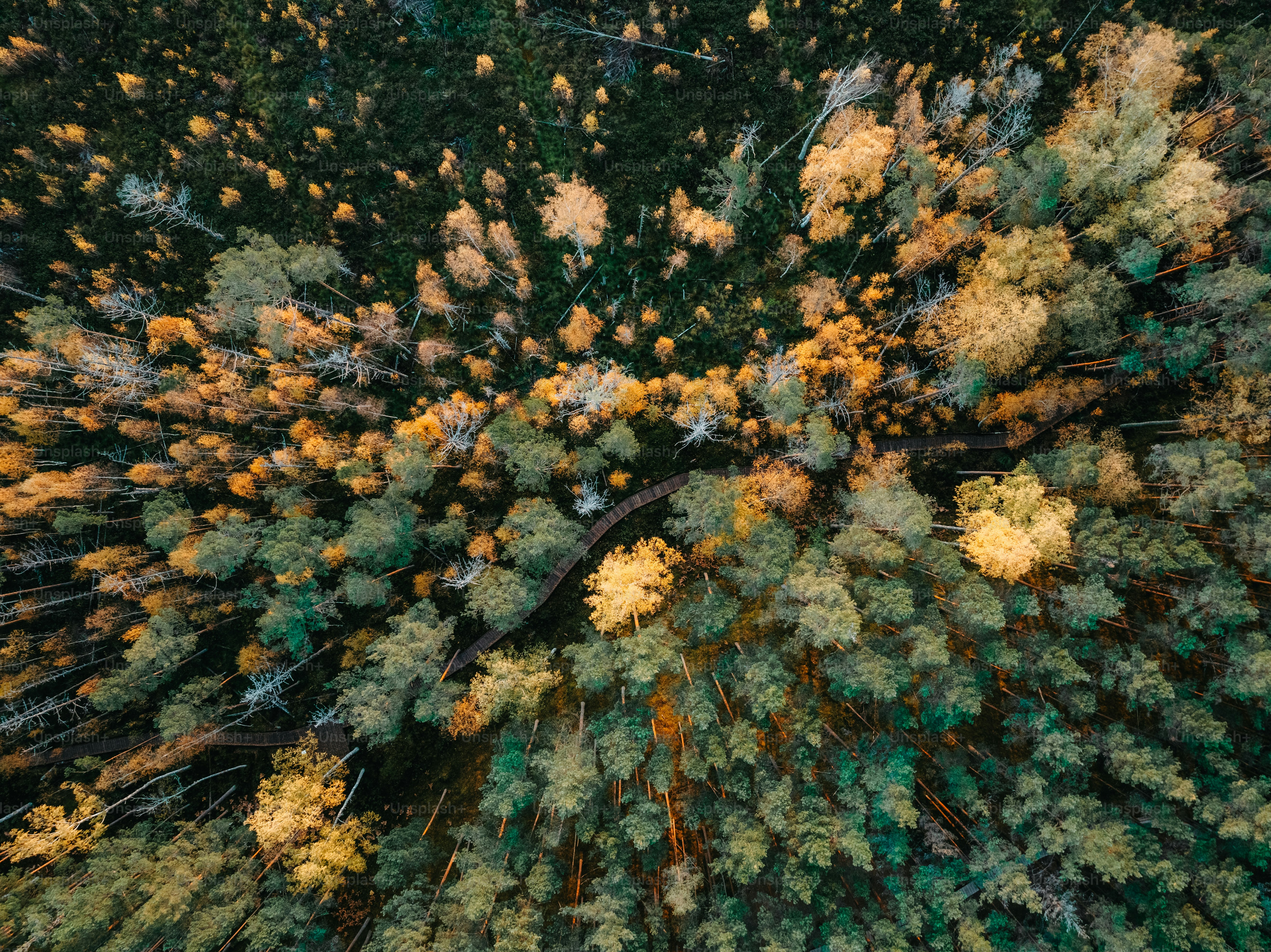 An overhead view of a forest with lots of trees photo – Forest Image on ...