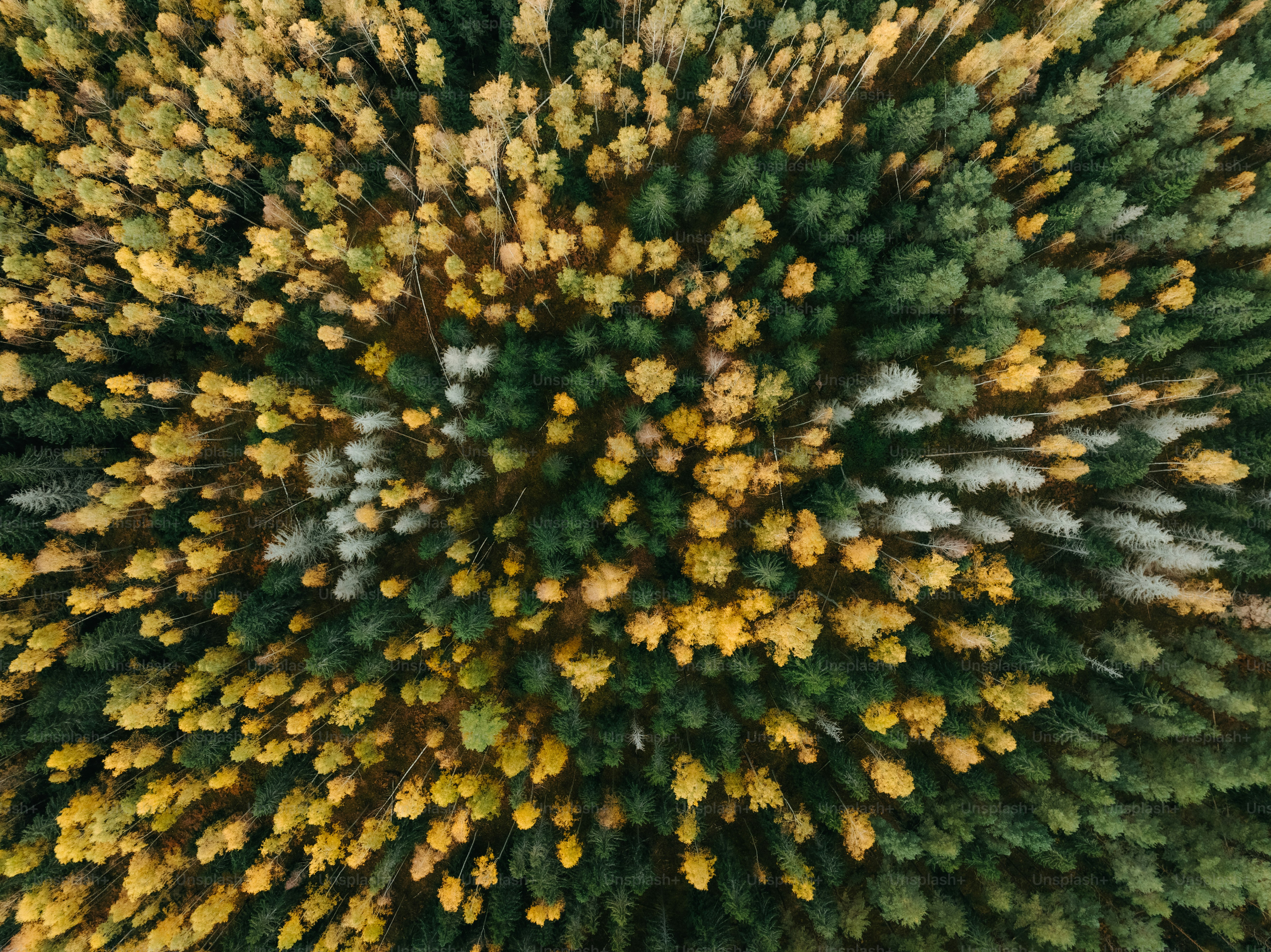 An aerial view of a yellow and green tree photo – Latvia Image on Unsplash
