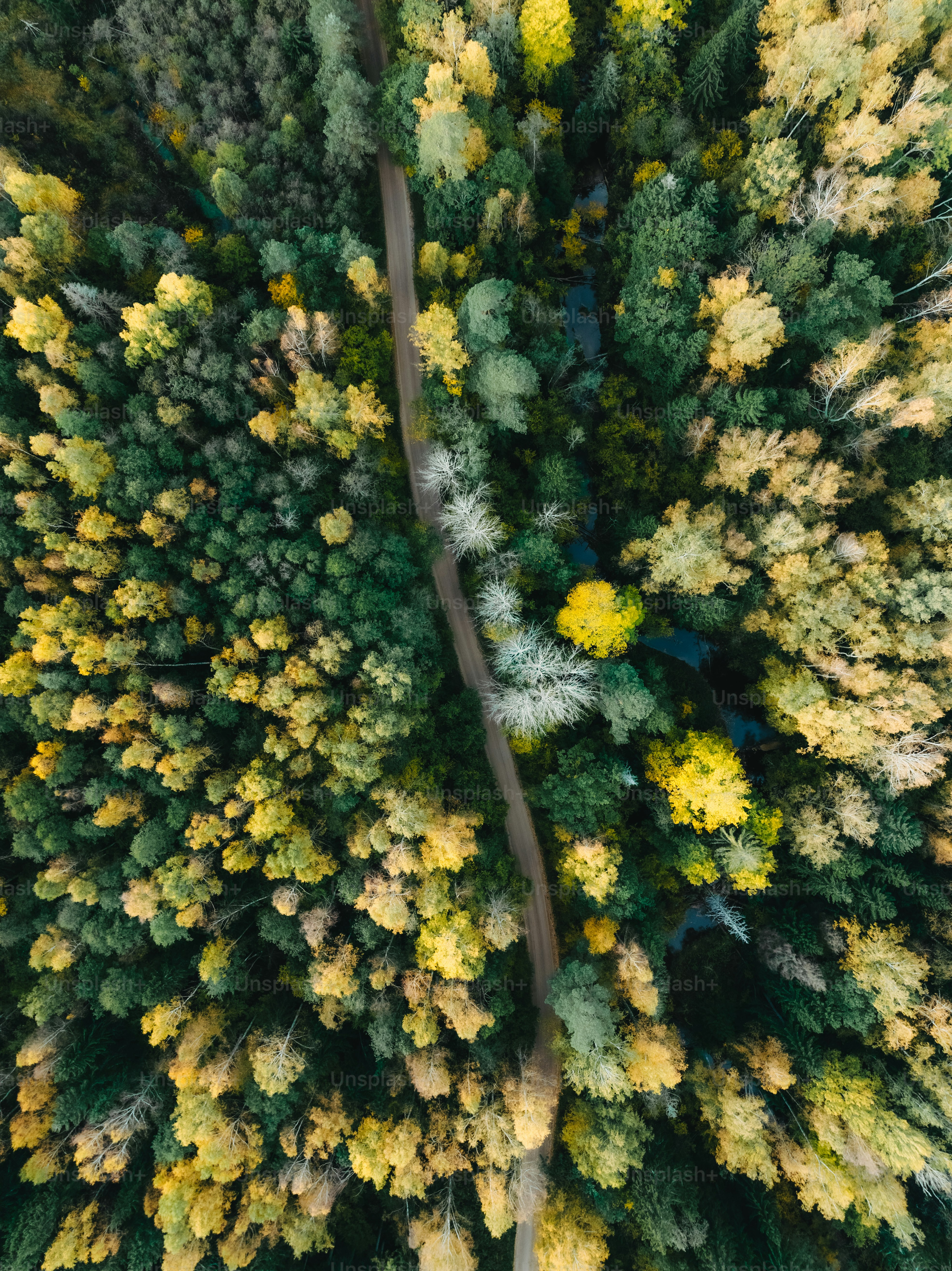 An aerial view of a forest with lots of trees photo – Latvia Image on ...