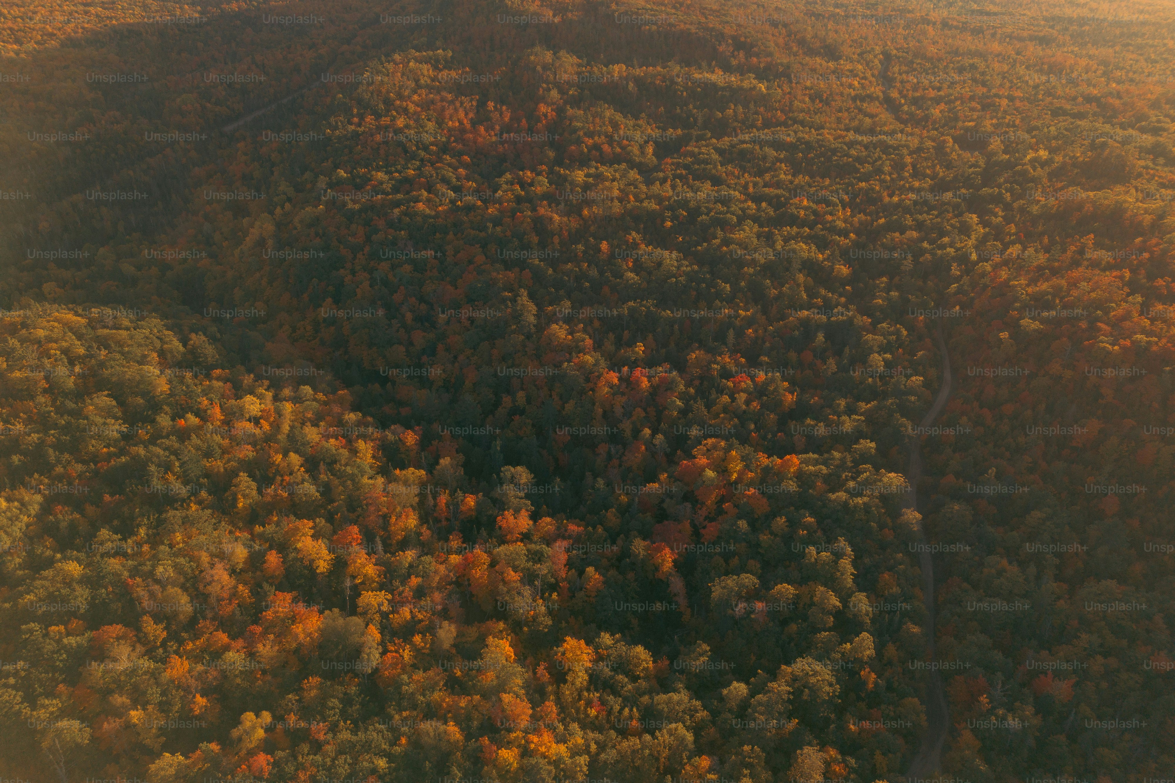 An aerial view of a forest in the fall photo – Autumn Image on Unsplash