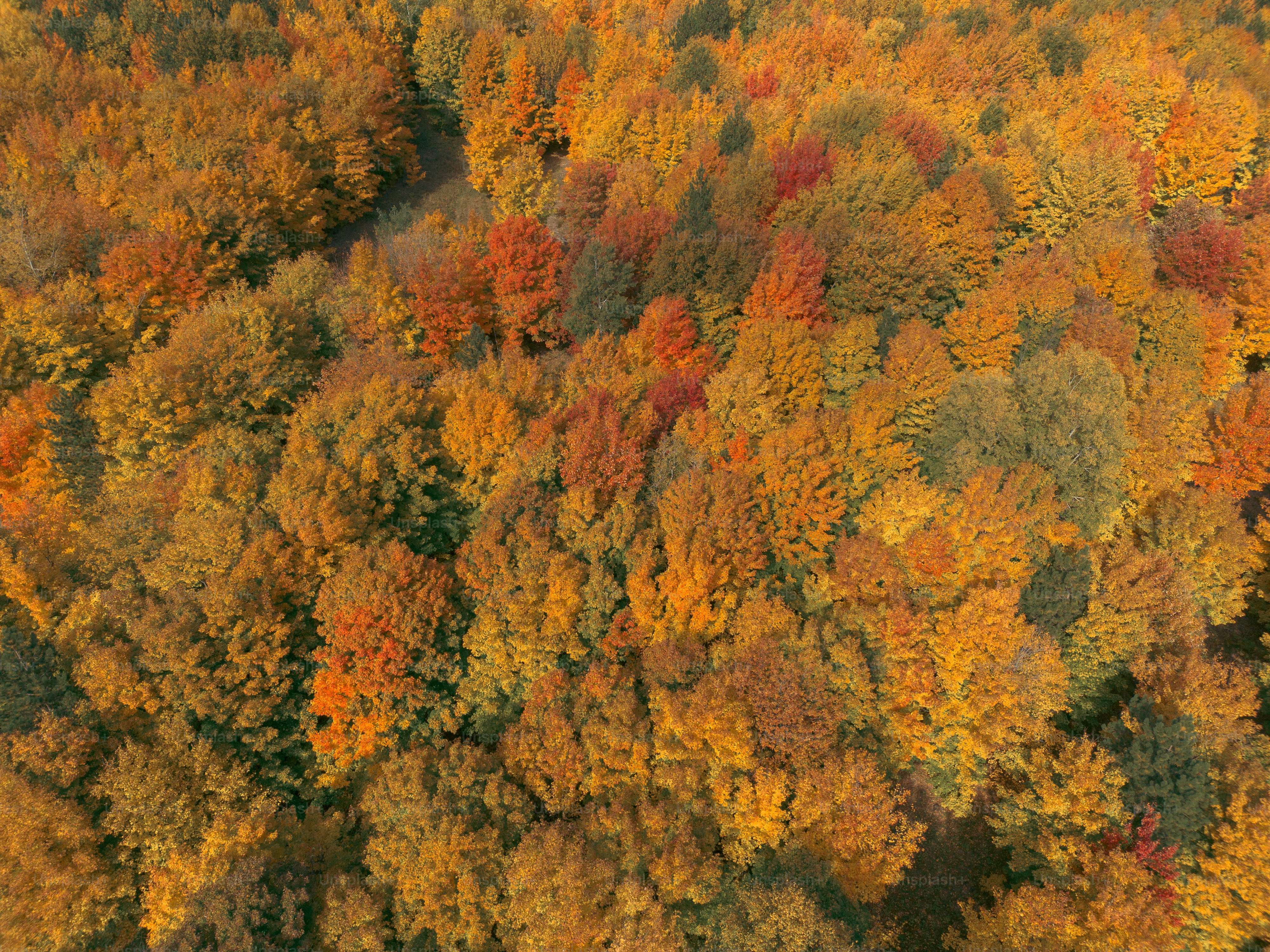 An aerial view of a forest with lots of trees photo – Autumn Image on ...