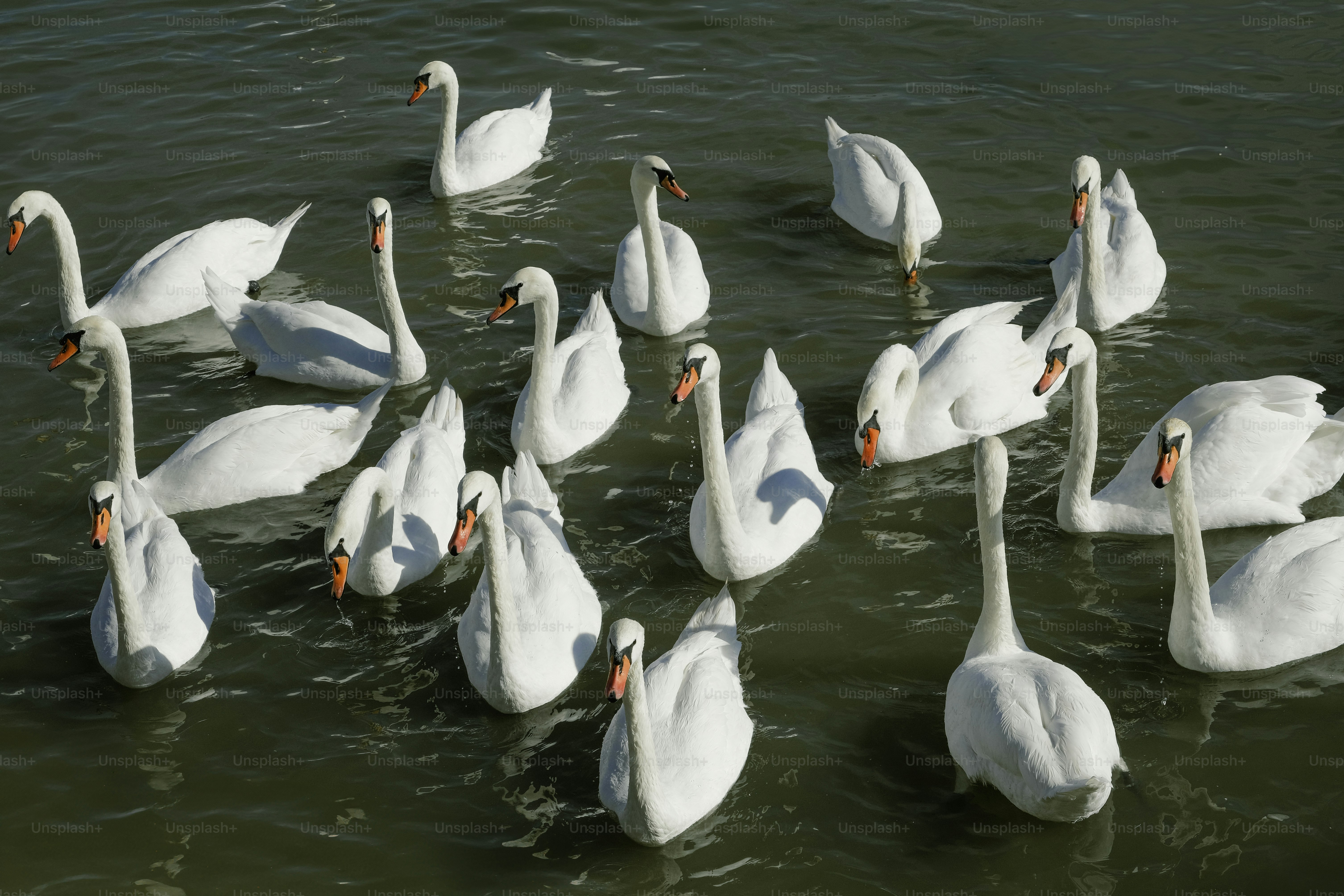 A flock of white swans swimming in a lake photo – Swans Image on Unsplash