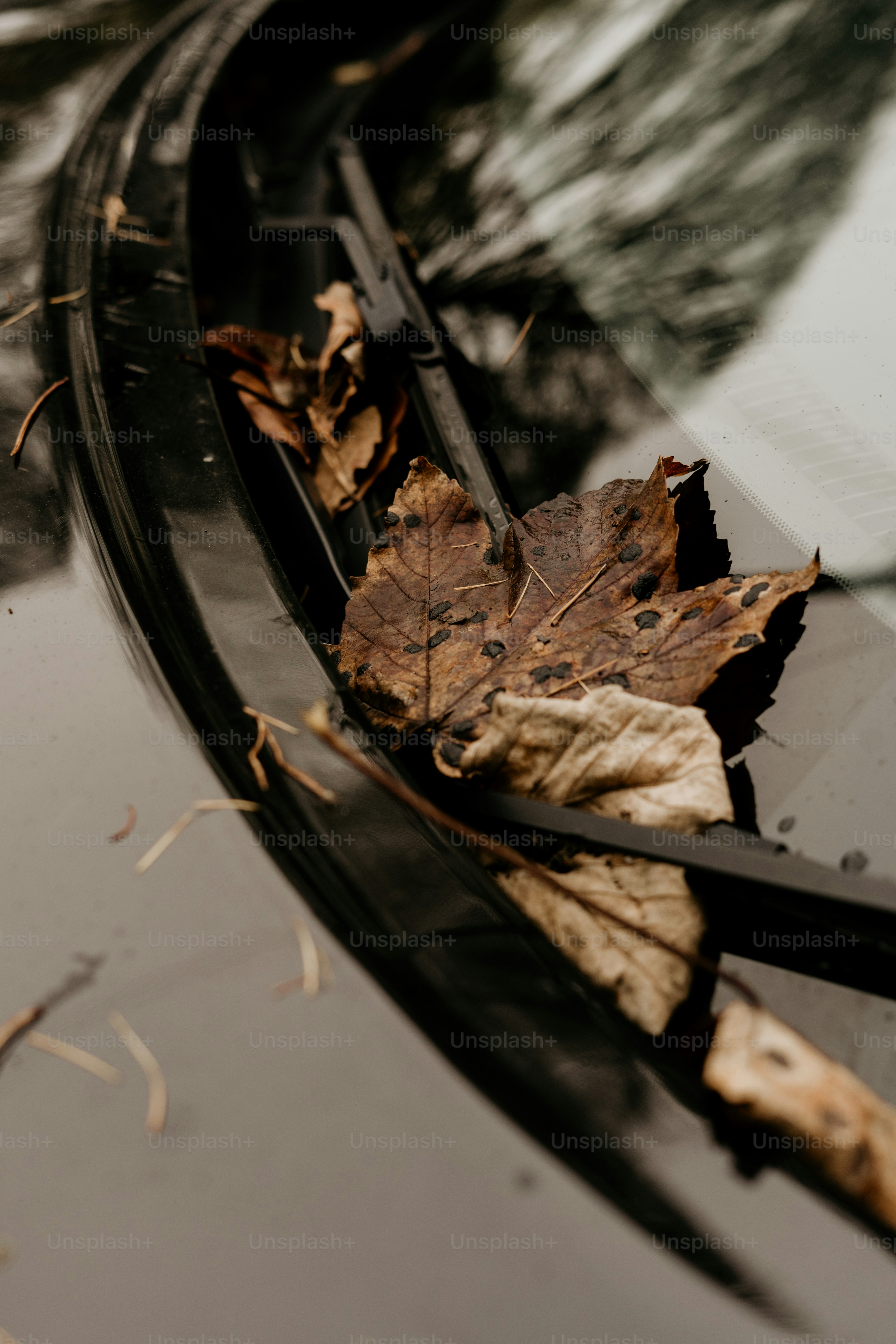 A leaf that is laying on the hood of a car photo – Autumn colours Image ...