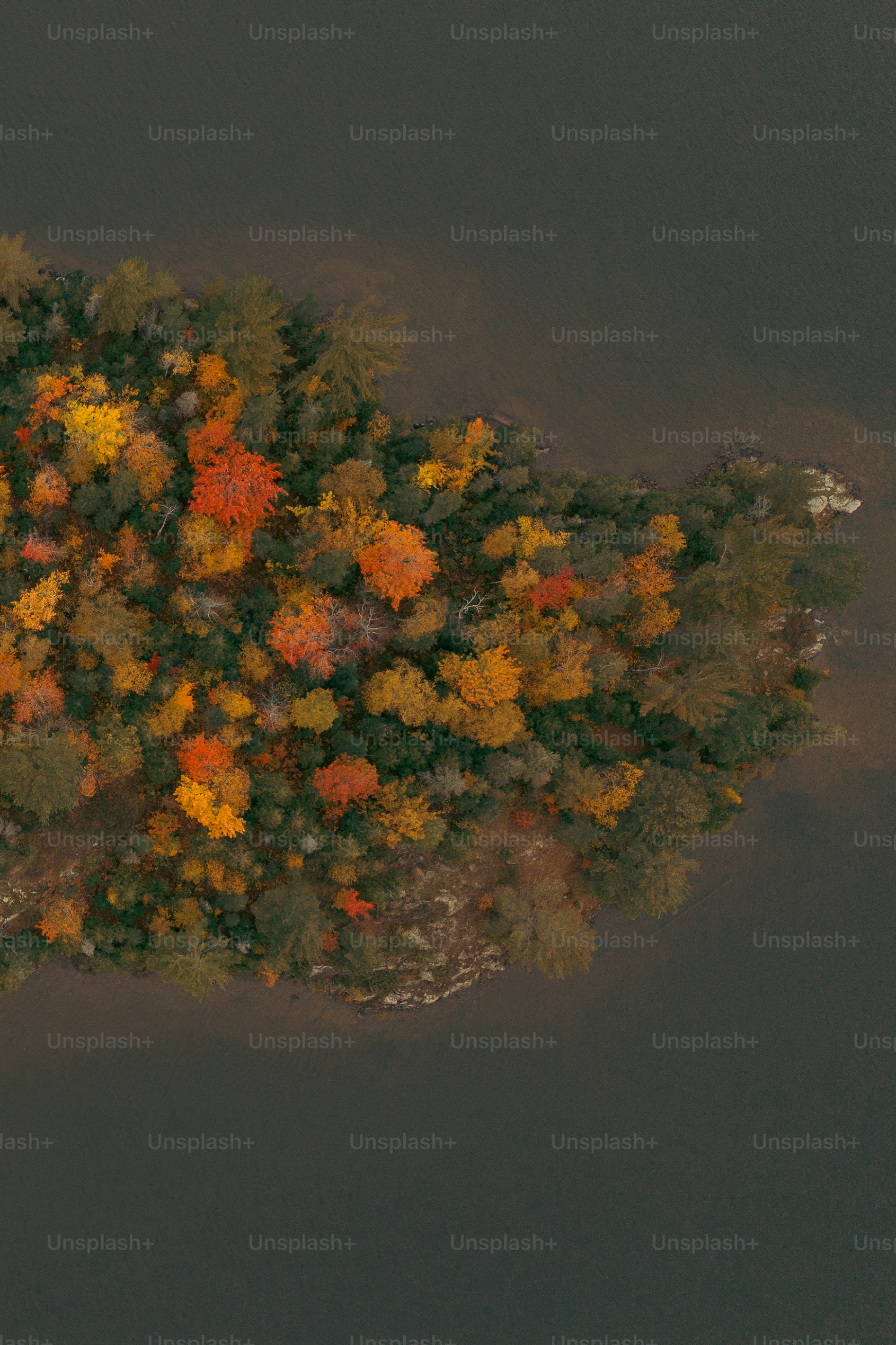 An aerial view of a tree covered island in the water photo – Nature ...