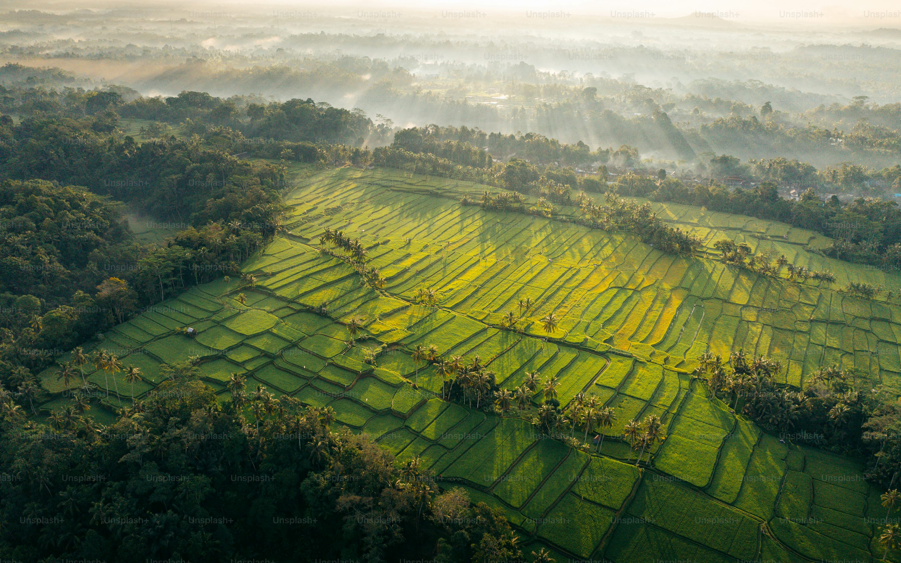 Una veduta aerea di un lussureggiante campo verde foto – Immagine di ... Una veduta aerea di un lussureggiante campo verde foto – Immagine di ...