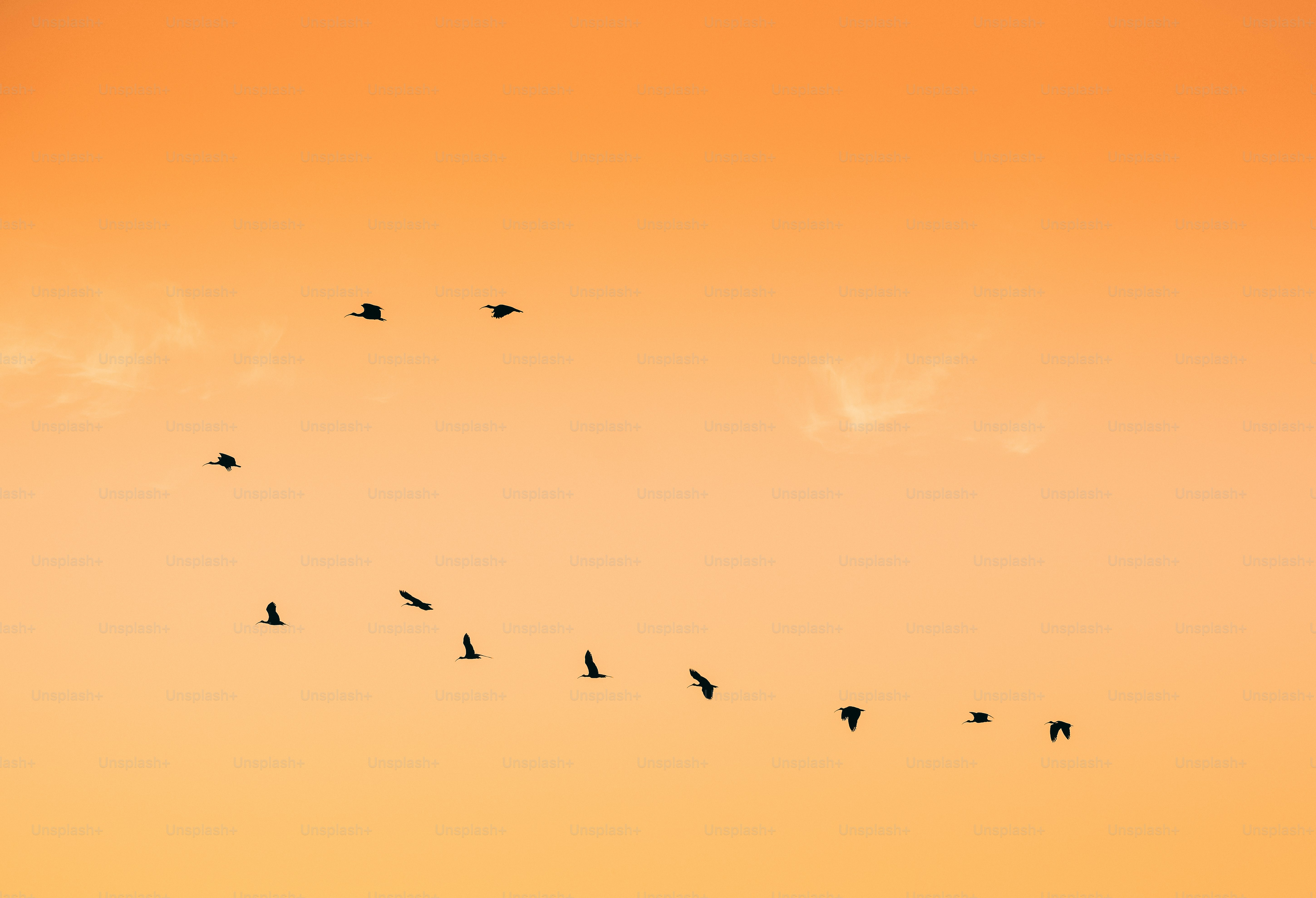 A flock of birds flying across a sunset sky photo – Birds flying Image ...