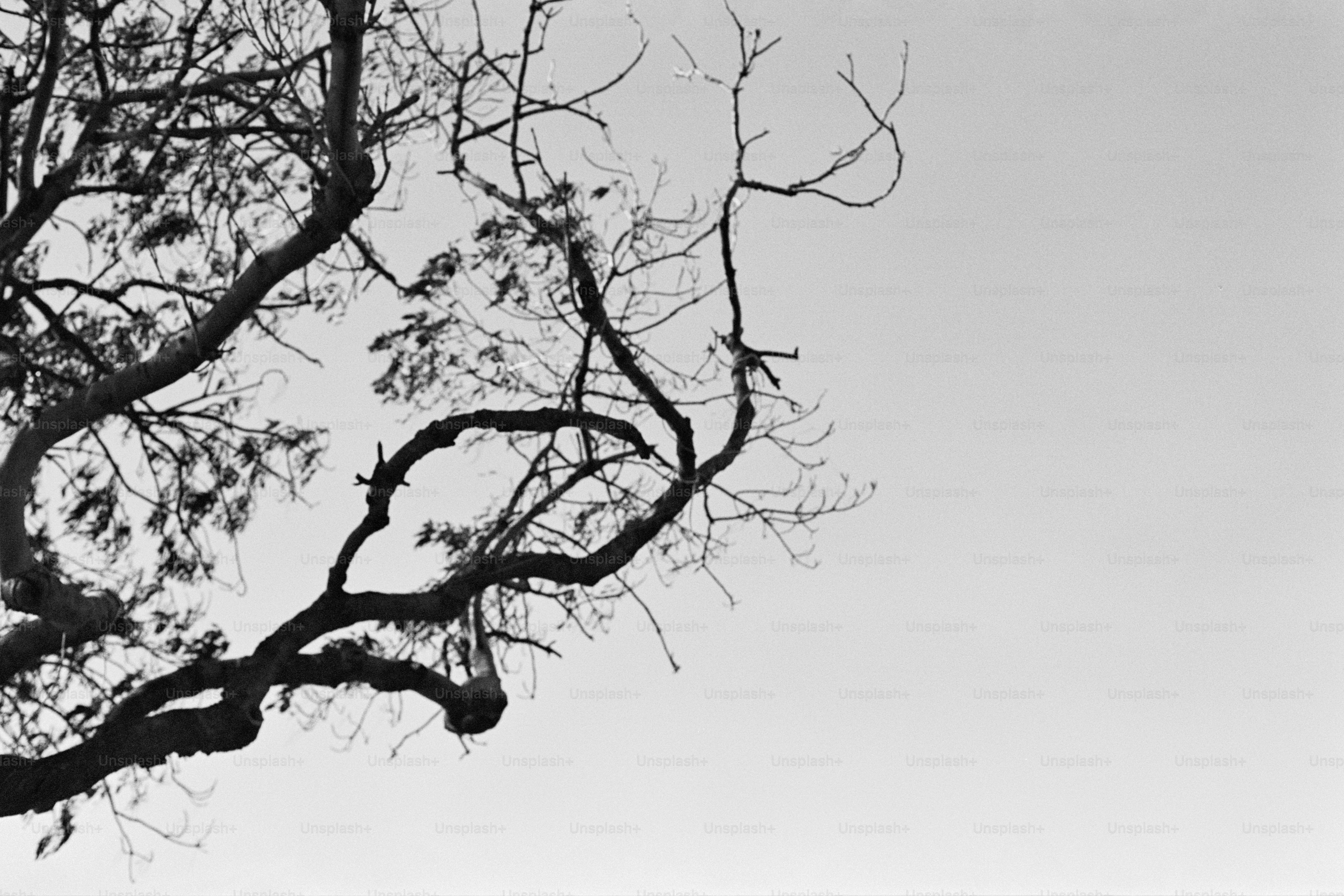 1000+ Black And White Tree Pictures | Download Free Images on Unsplash