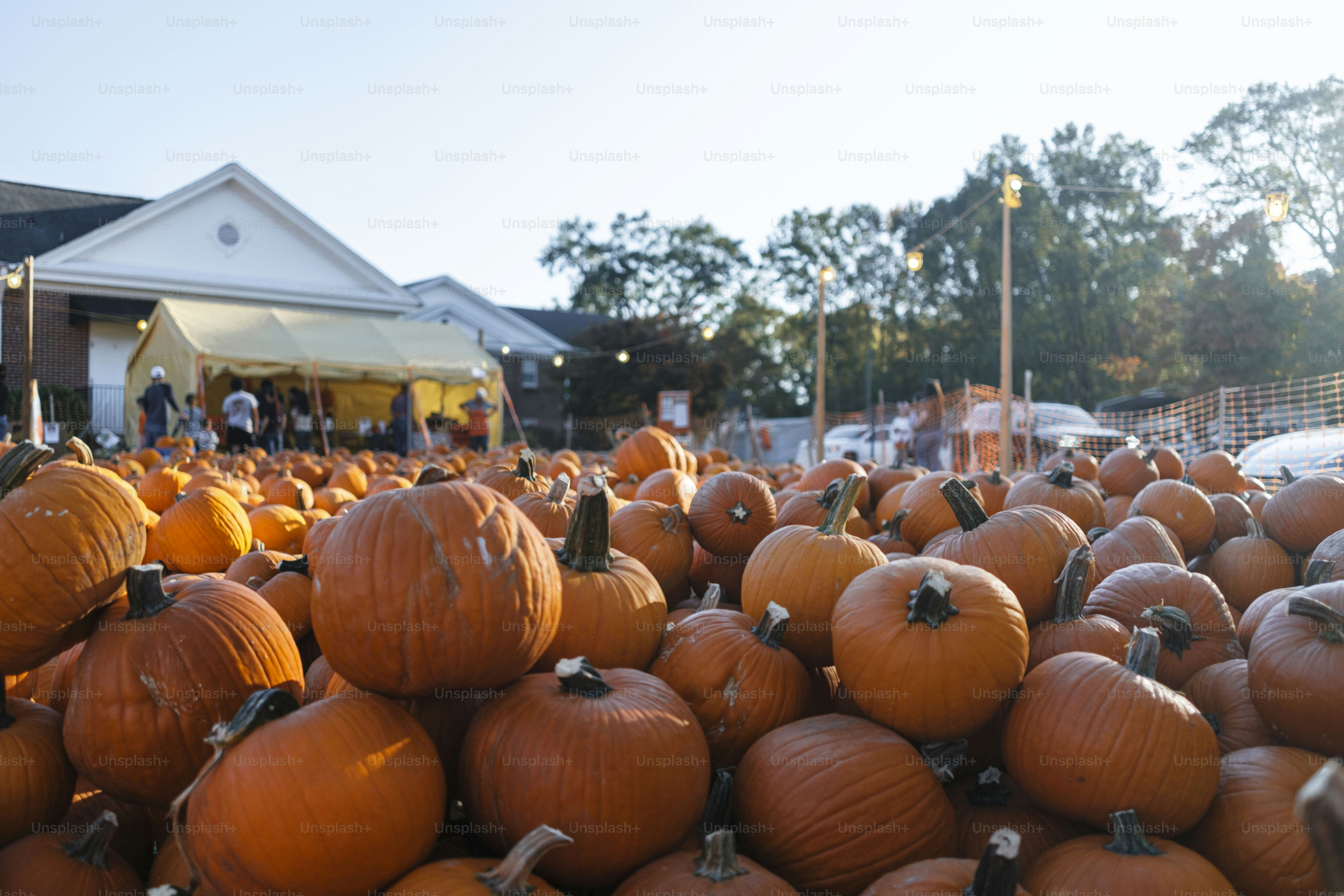 A large pile of pumpkins sitting in front of a building photo – Girl ...