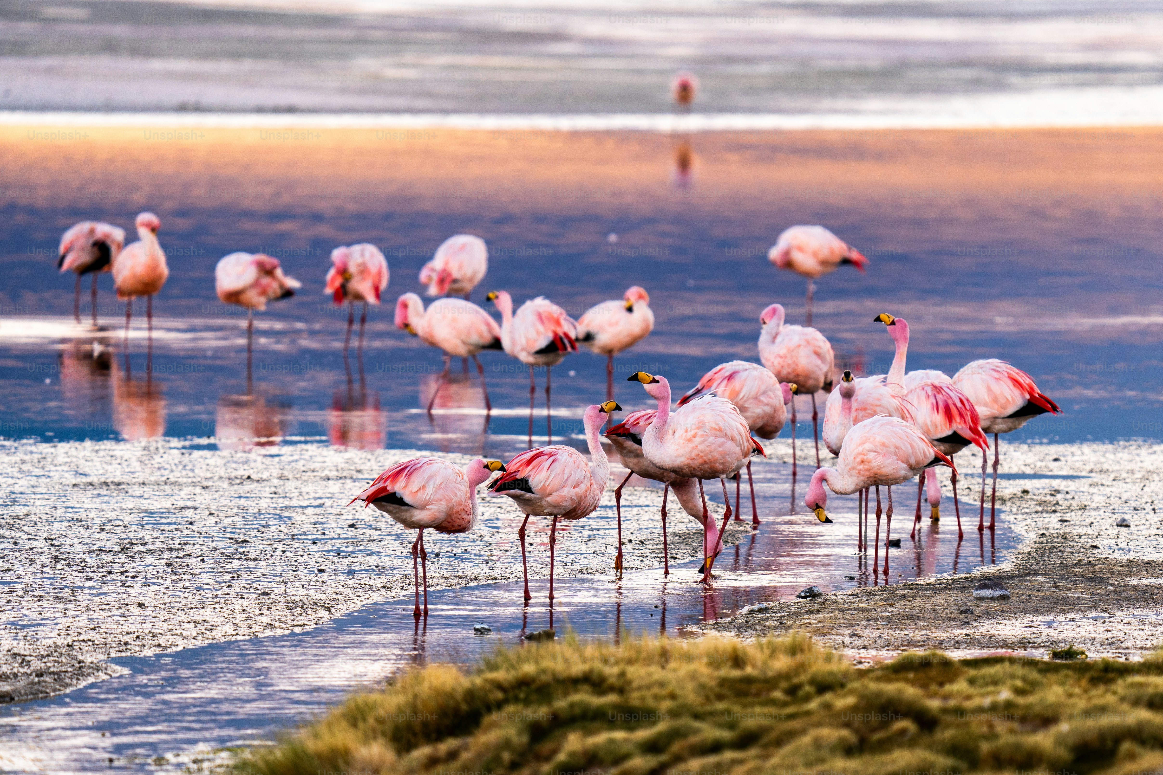 A flock of flamingos standing on top of a beach photo – Animal Image on ...