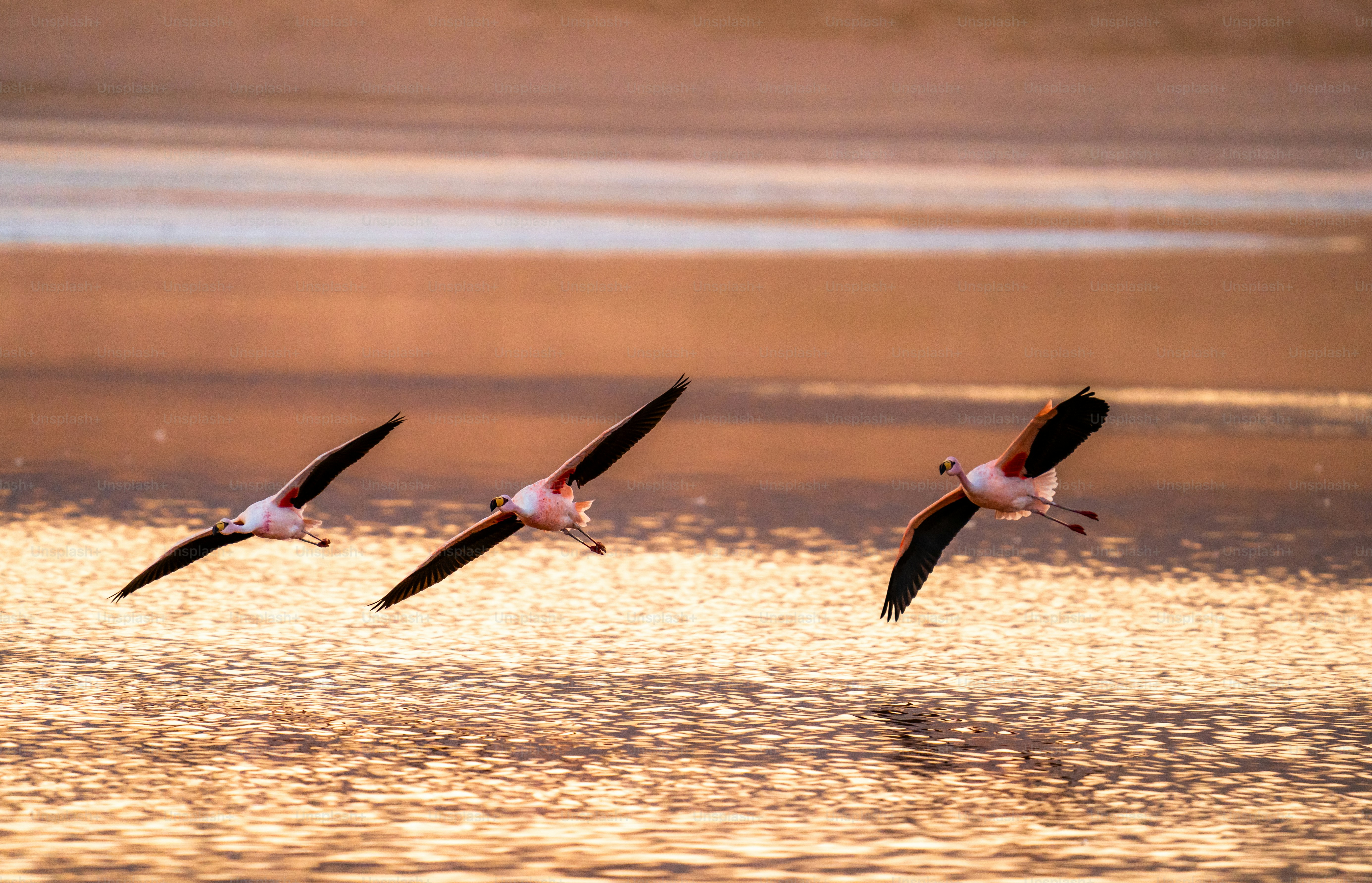 A group of birds flying over a body of water photo – Animals Image on ...