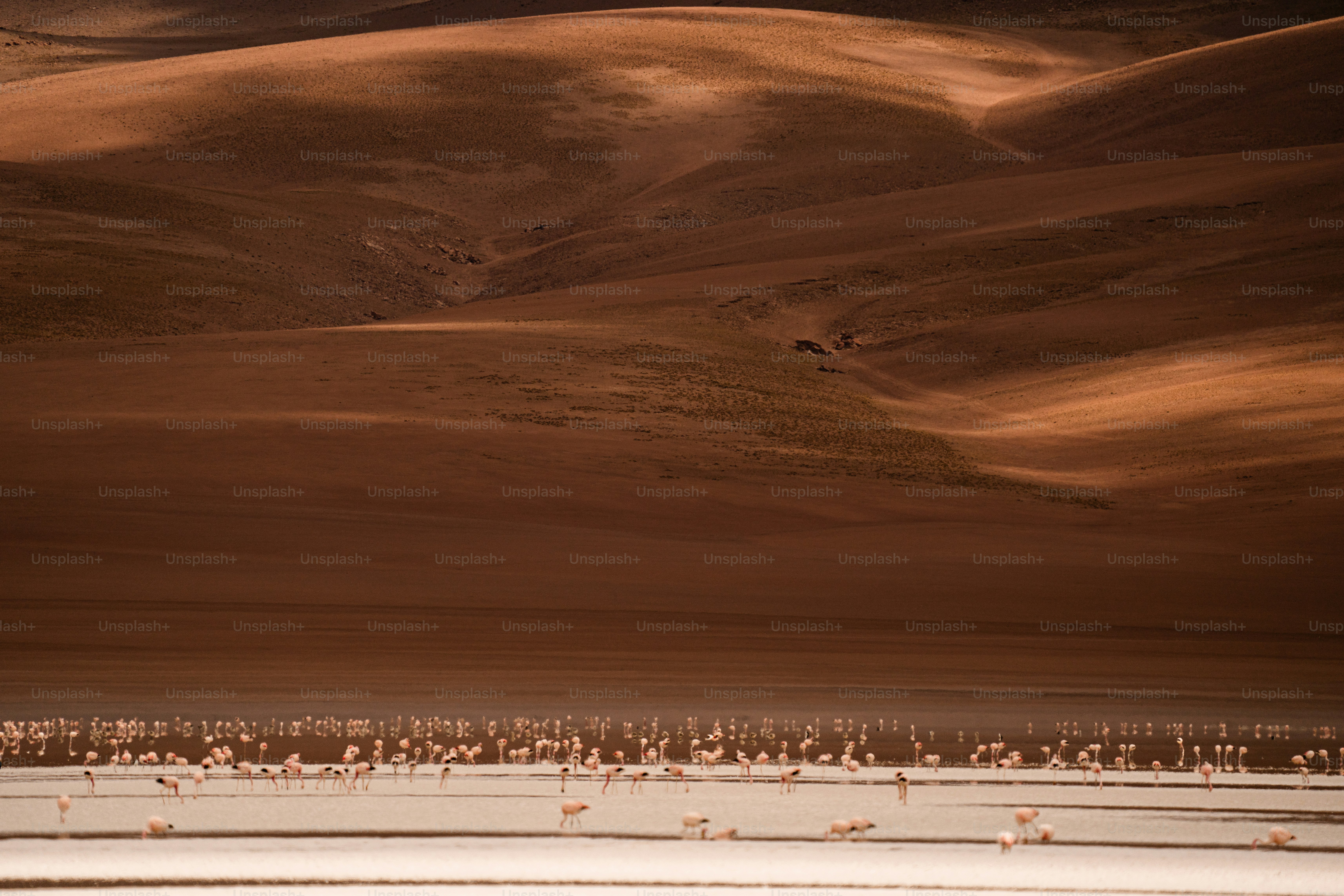 A flock of birds standing on top of a snow covered field photo ...