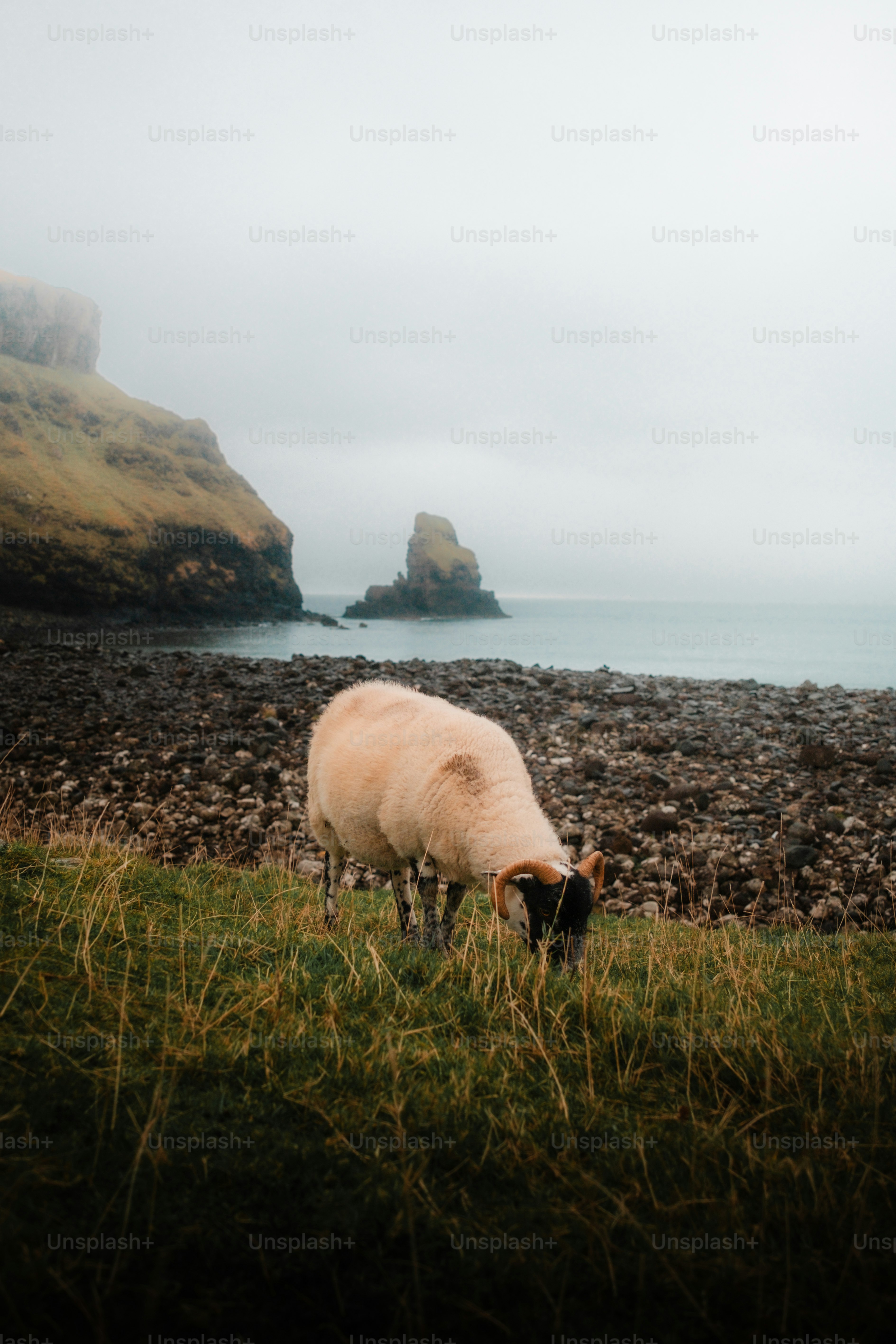 A sheep grazes on a rocky beach photo – Beach Image on Unsplash