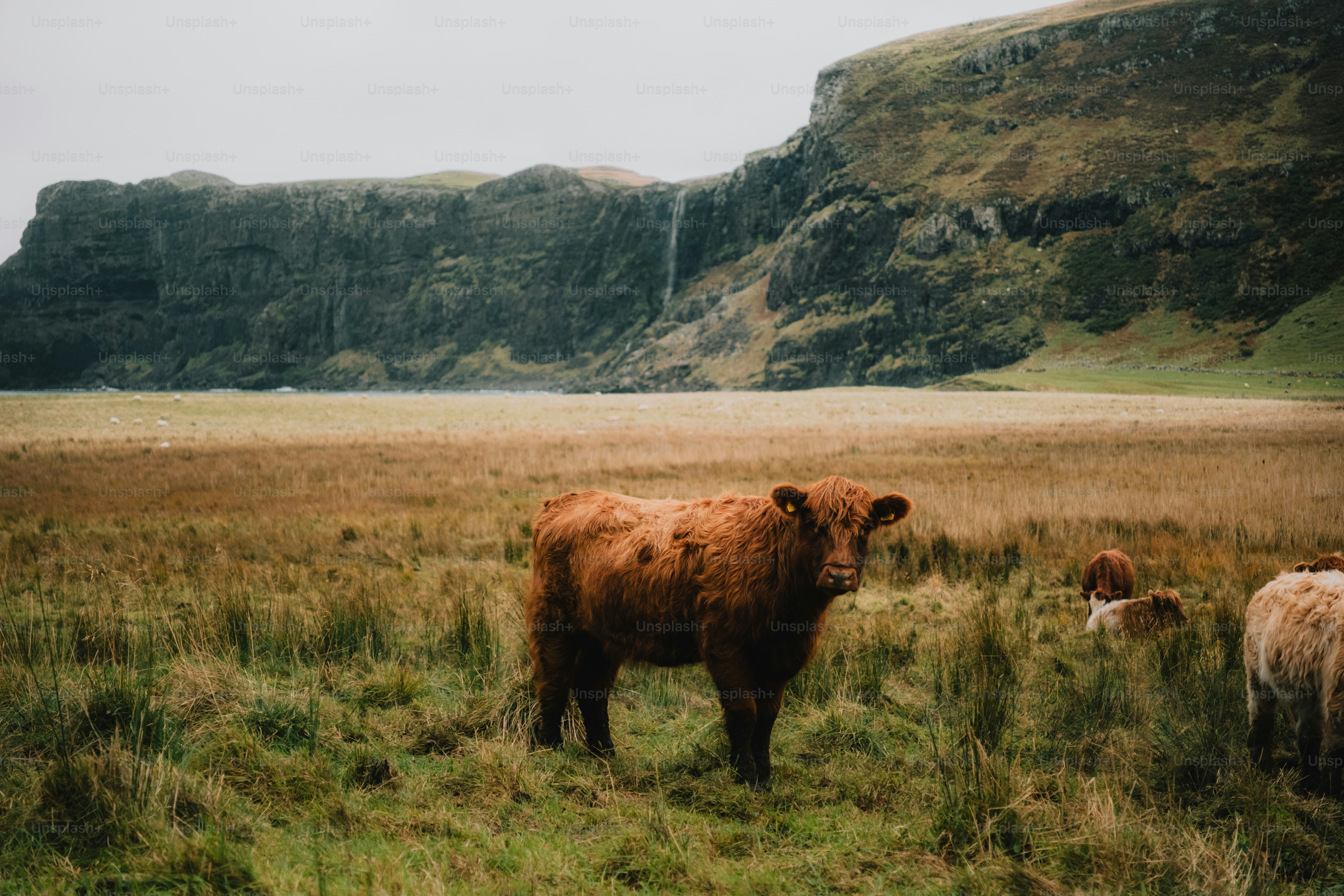 A herd of cattle standing on top of a lush green field photo – Moody ...
