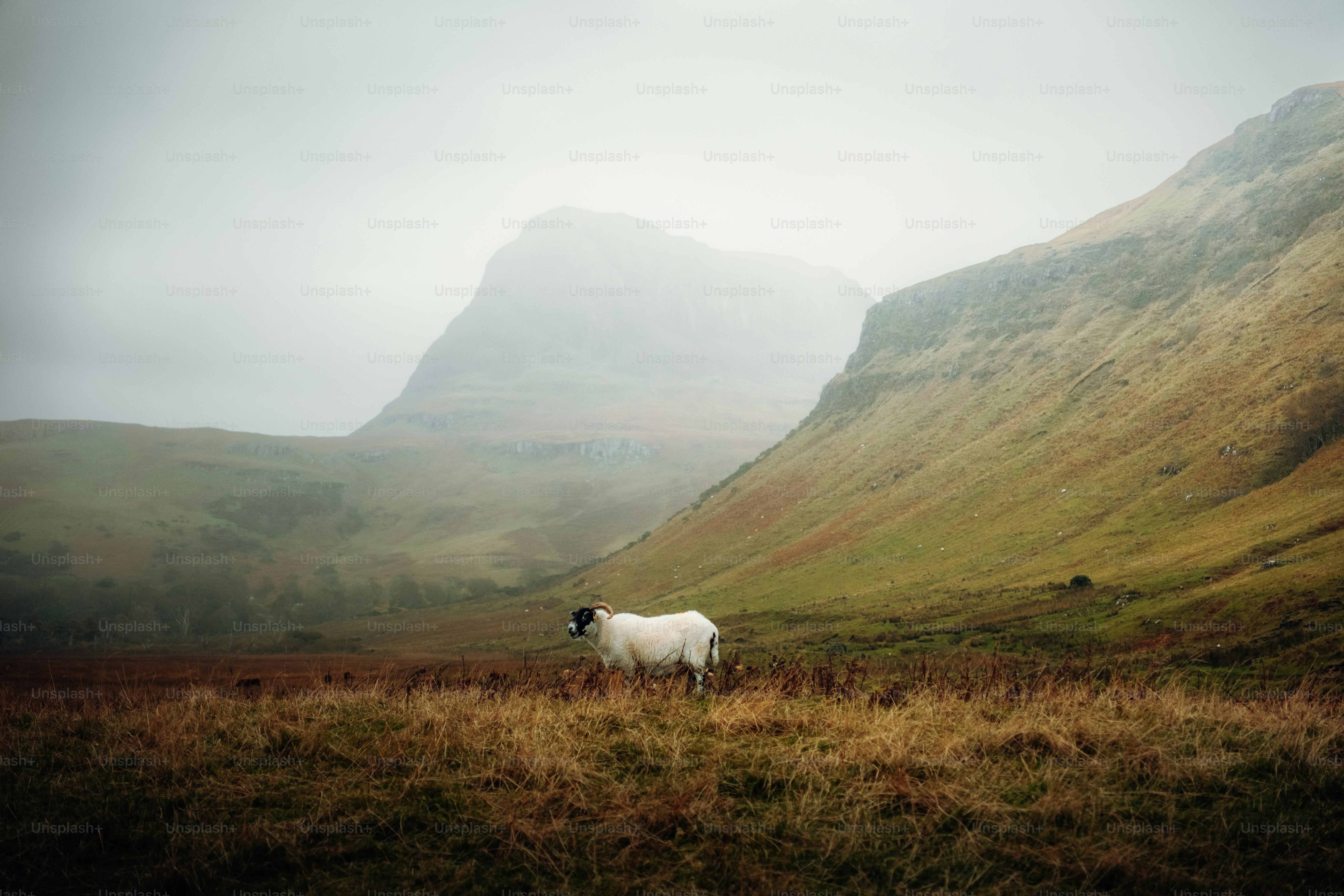 Lost Sheep Pictures | Download Free Images on Unsplash