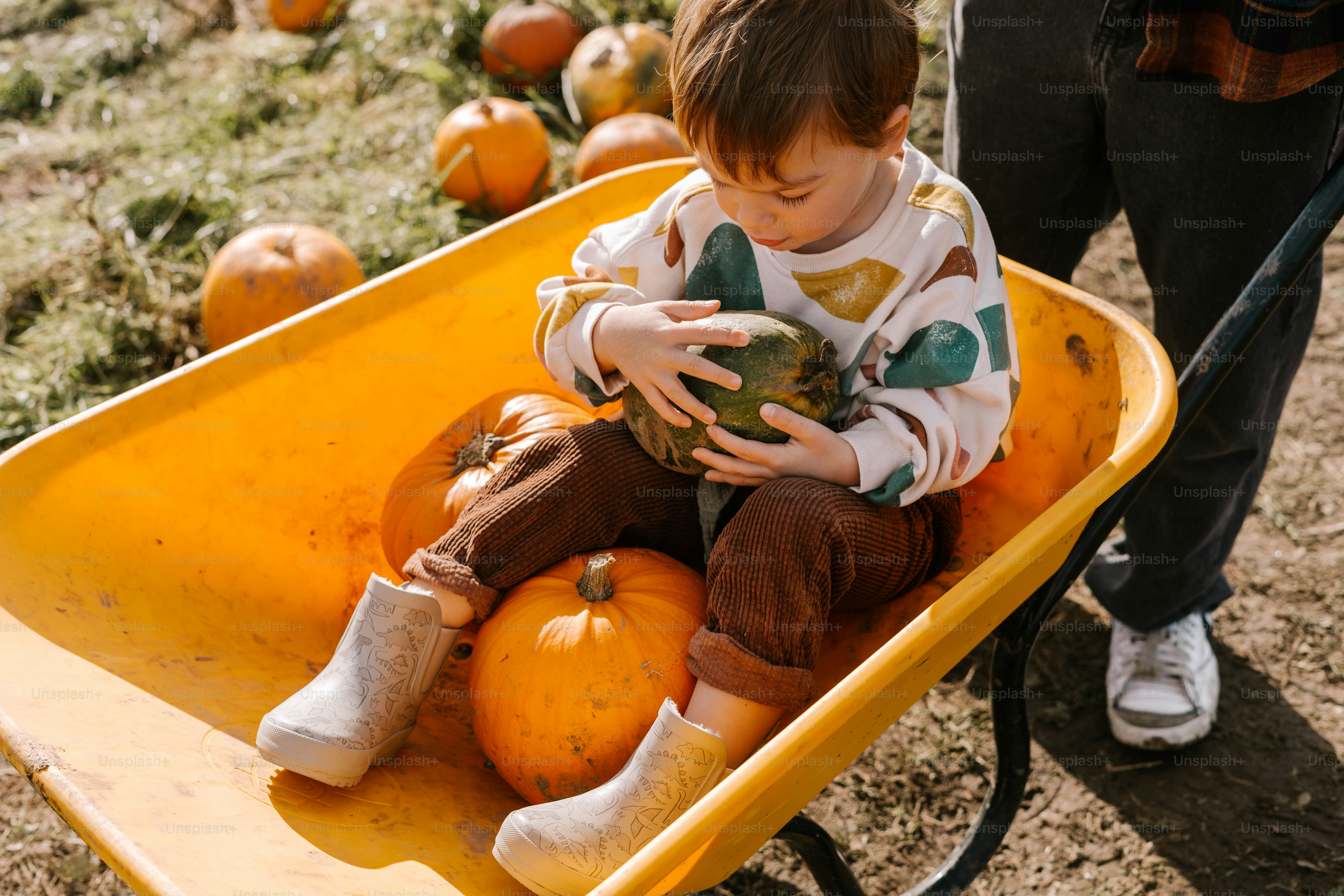 A little boy sitting in a wheelbarrow with pumpkins photo – Wheelbarrow ...