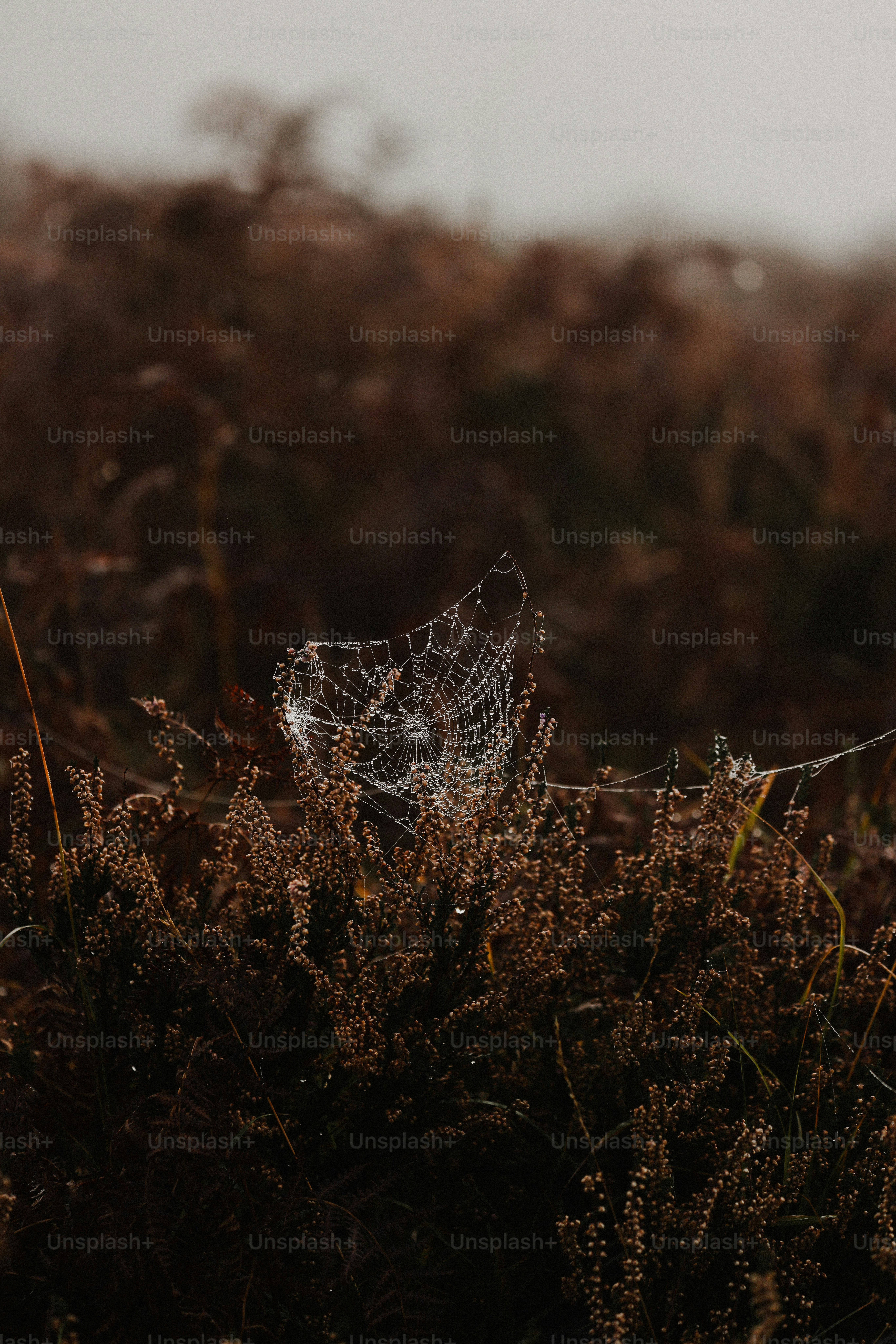 Una ragnatela in mezzo a un campo foto – Immagine di Rugiada su Unsplash