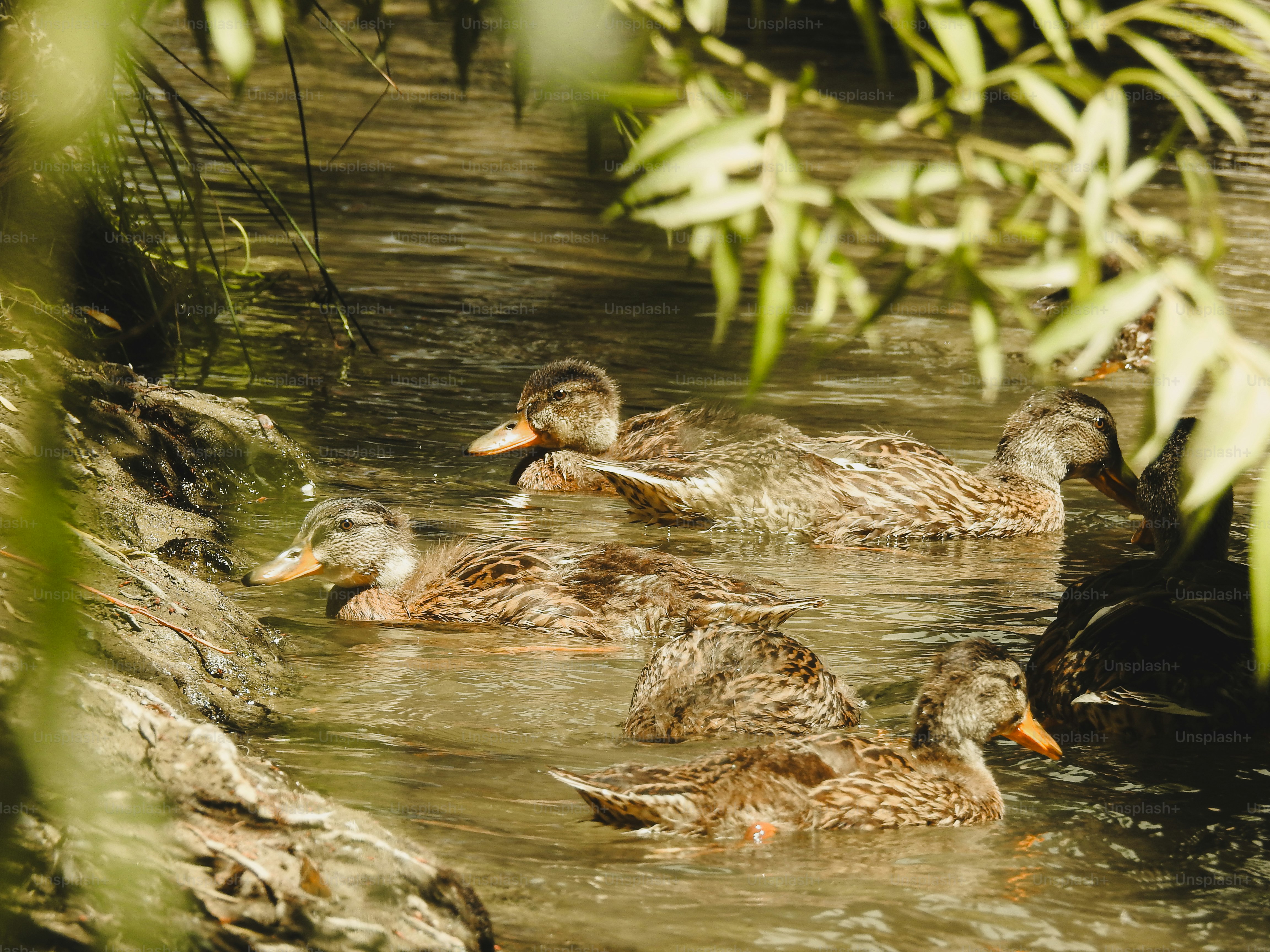 A group of ducks floating on top of a body of water photo – Birds Image ...