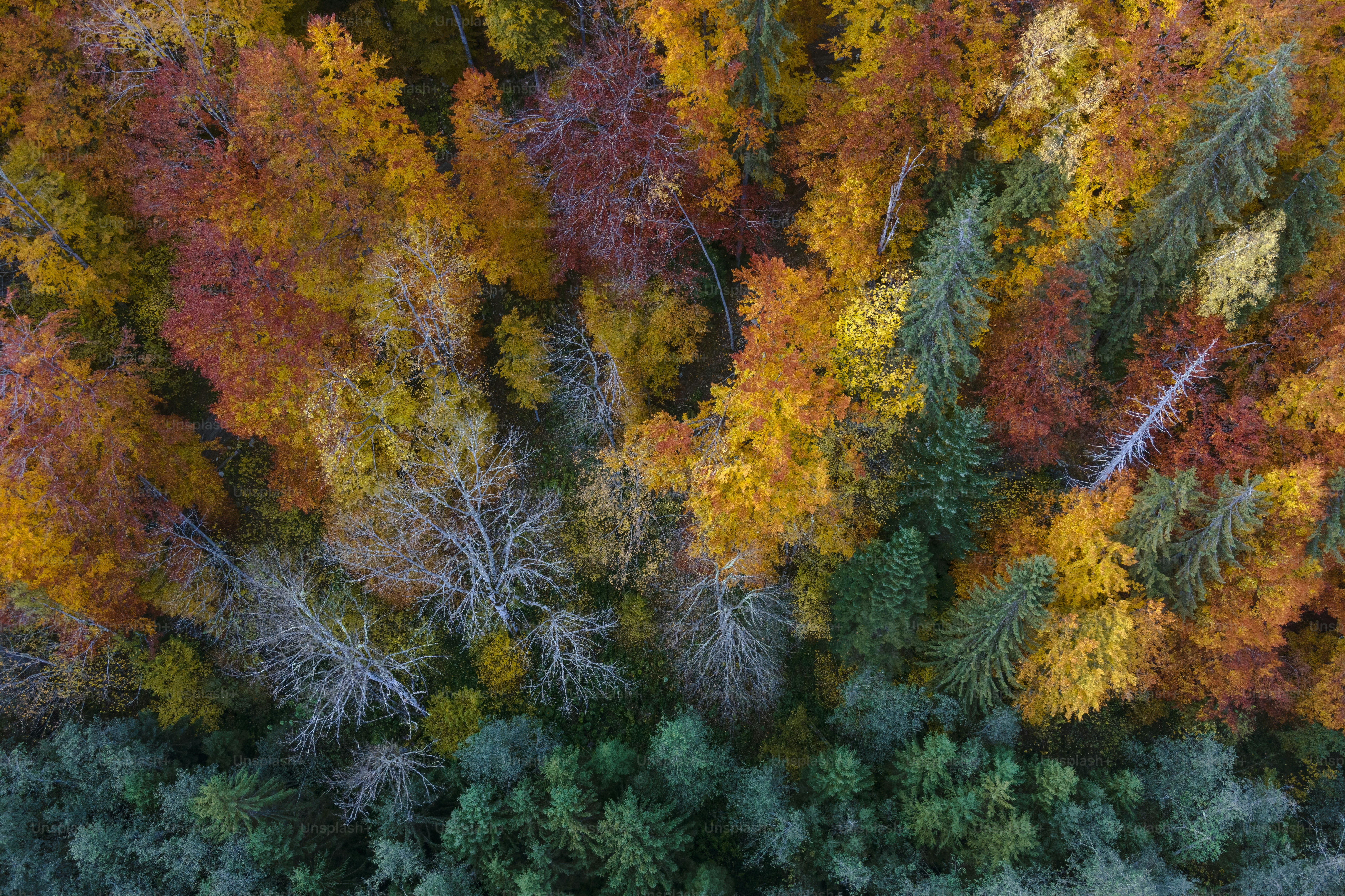 An aerial view of a forest in autumn photo – Mixed forest Image on Unsplash